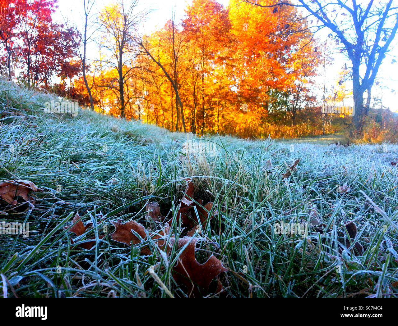 First frost of fall Stock Photo - Alamy