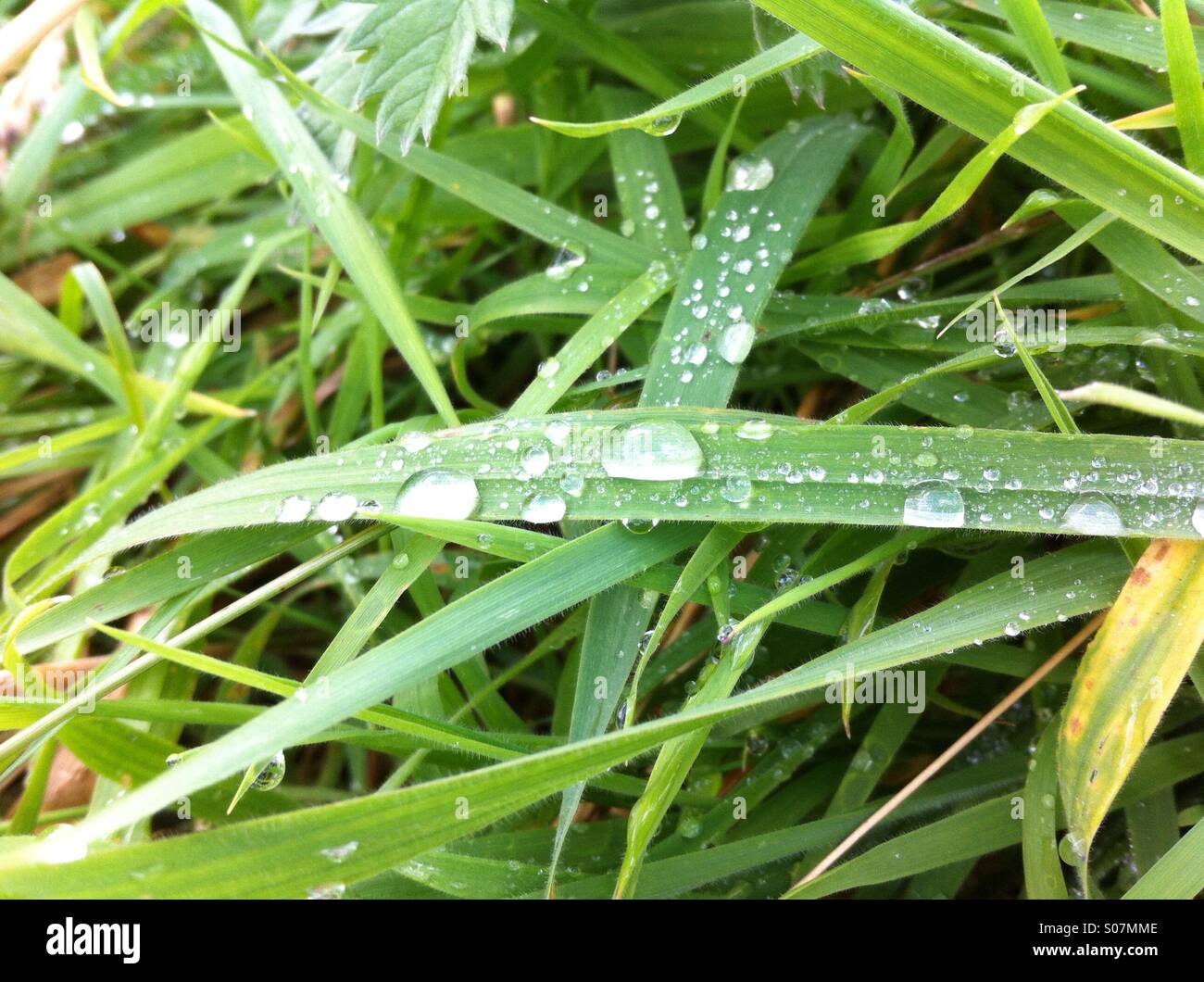 Rain drops rain hi-res stock photography and images - Alamy