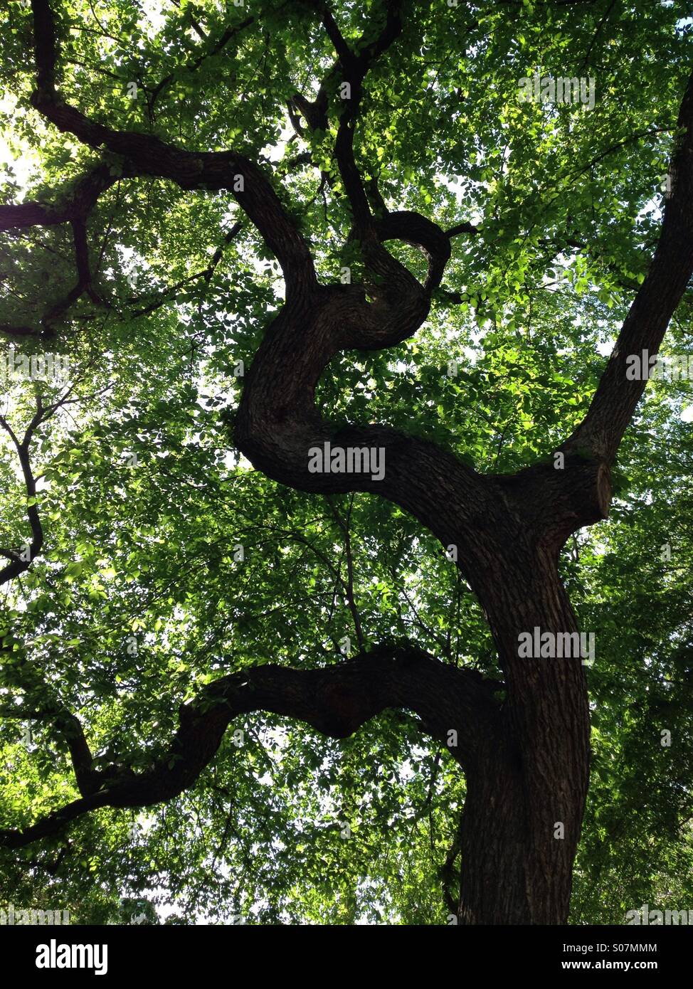 Curved tree hi-res stock photography and images - Alamy