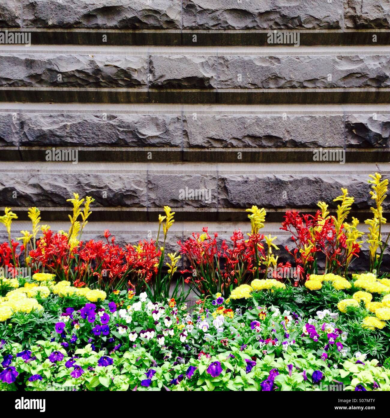 Flower bed up against bluestone wall Stock Photo - Alamy