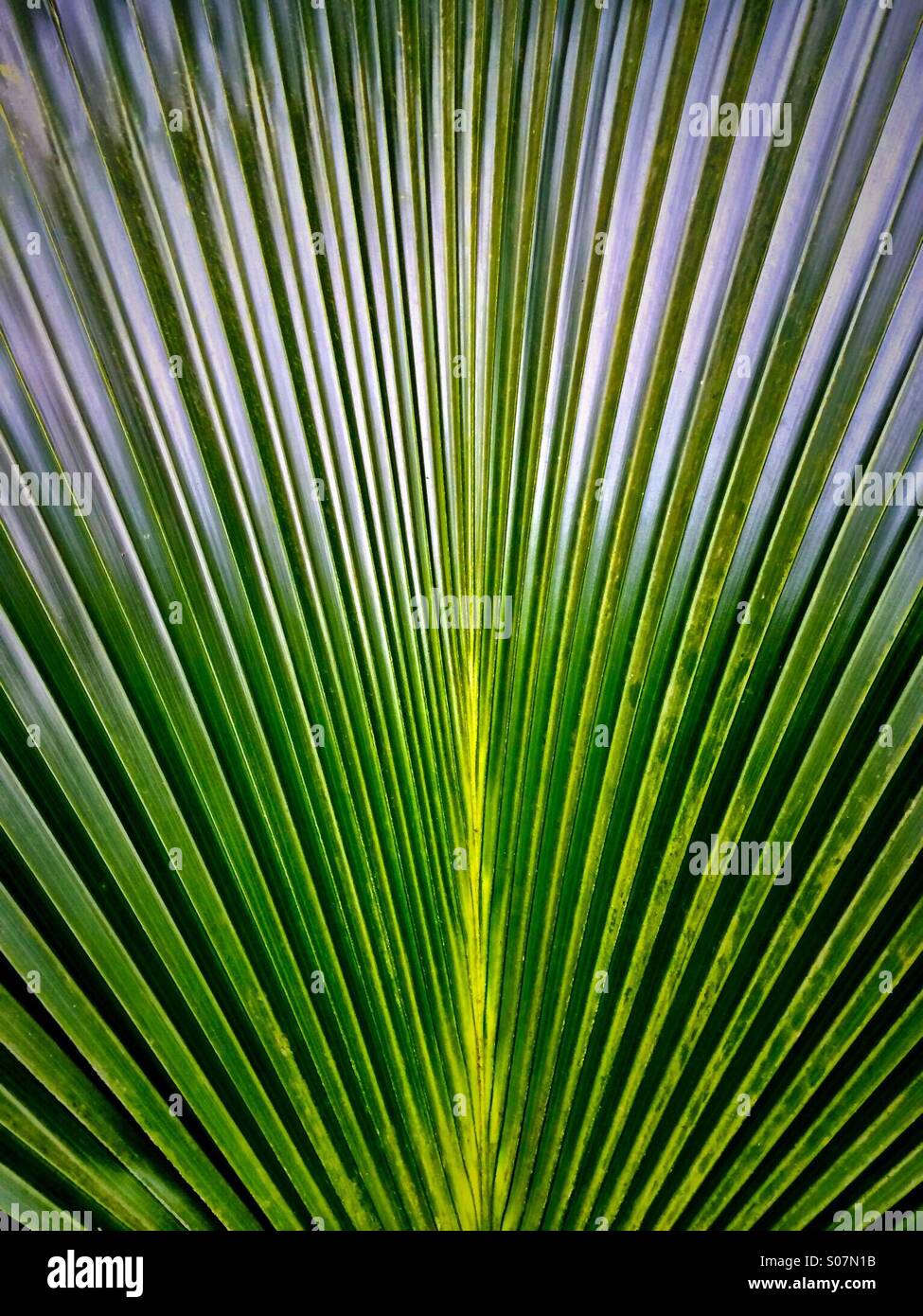 Fan Fern High Resolution Stock Photography and Images - Alamy