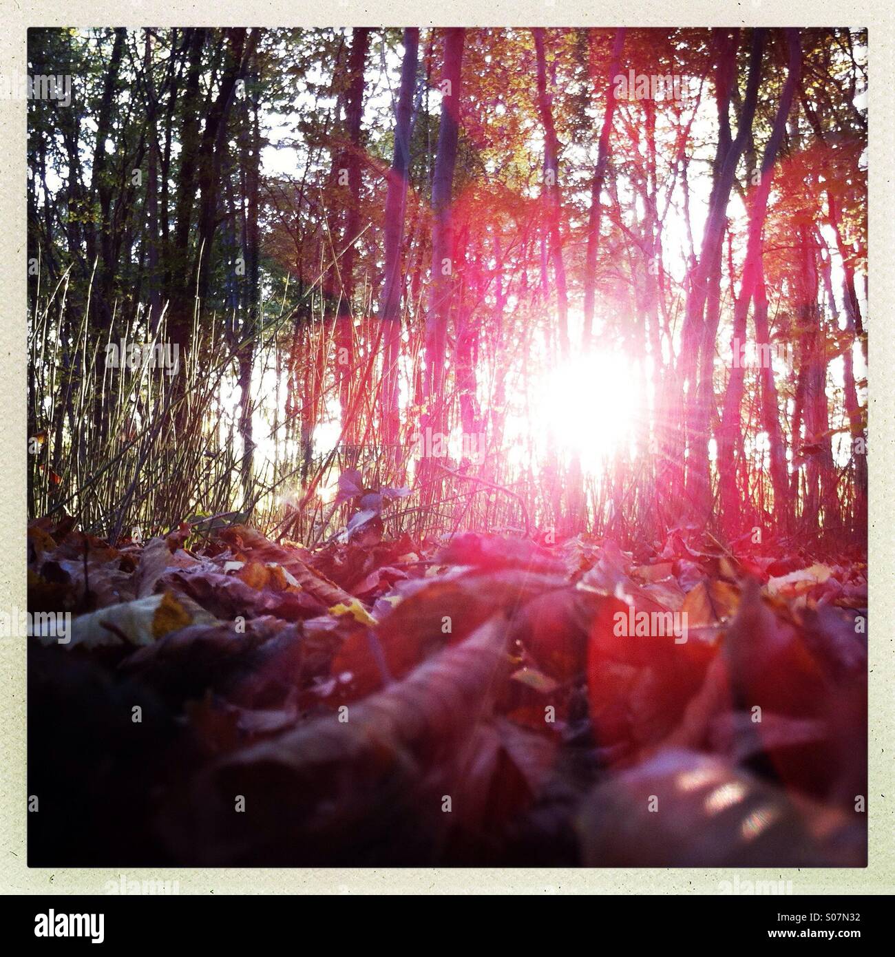 Sunset into the woods hi-res stock photography and images - Alamy