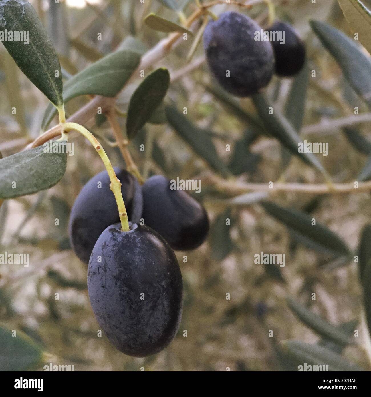 Frantoio tree hi-res stock photography and images - Alamy