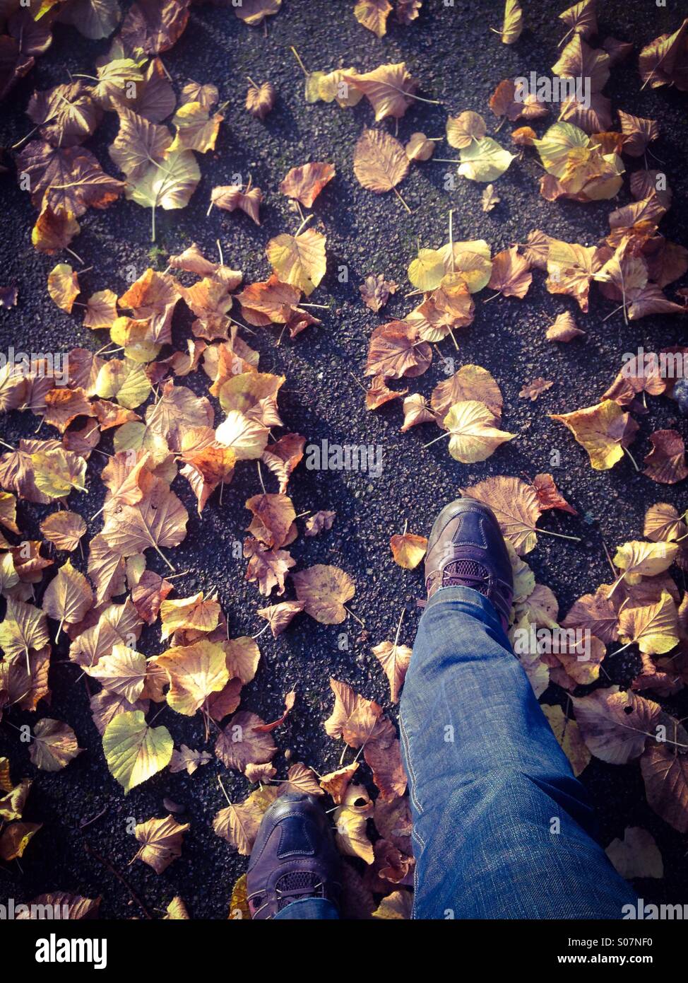 Crunchy leaves hi-res stock photography and images - Alamy