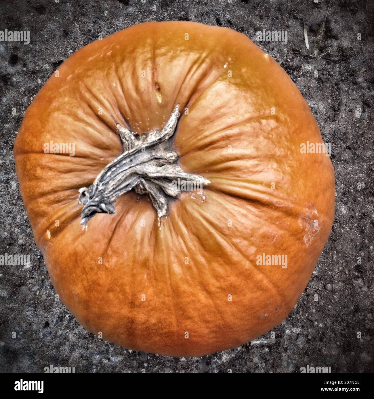 Big fat pumpkin hi-res stock photography and images - Alamy
