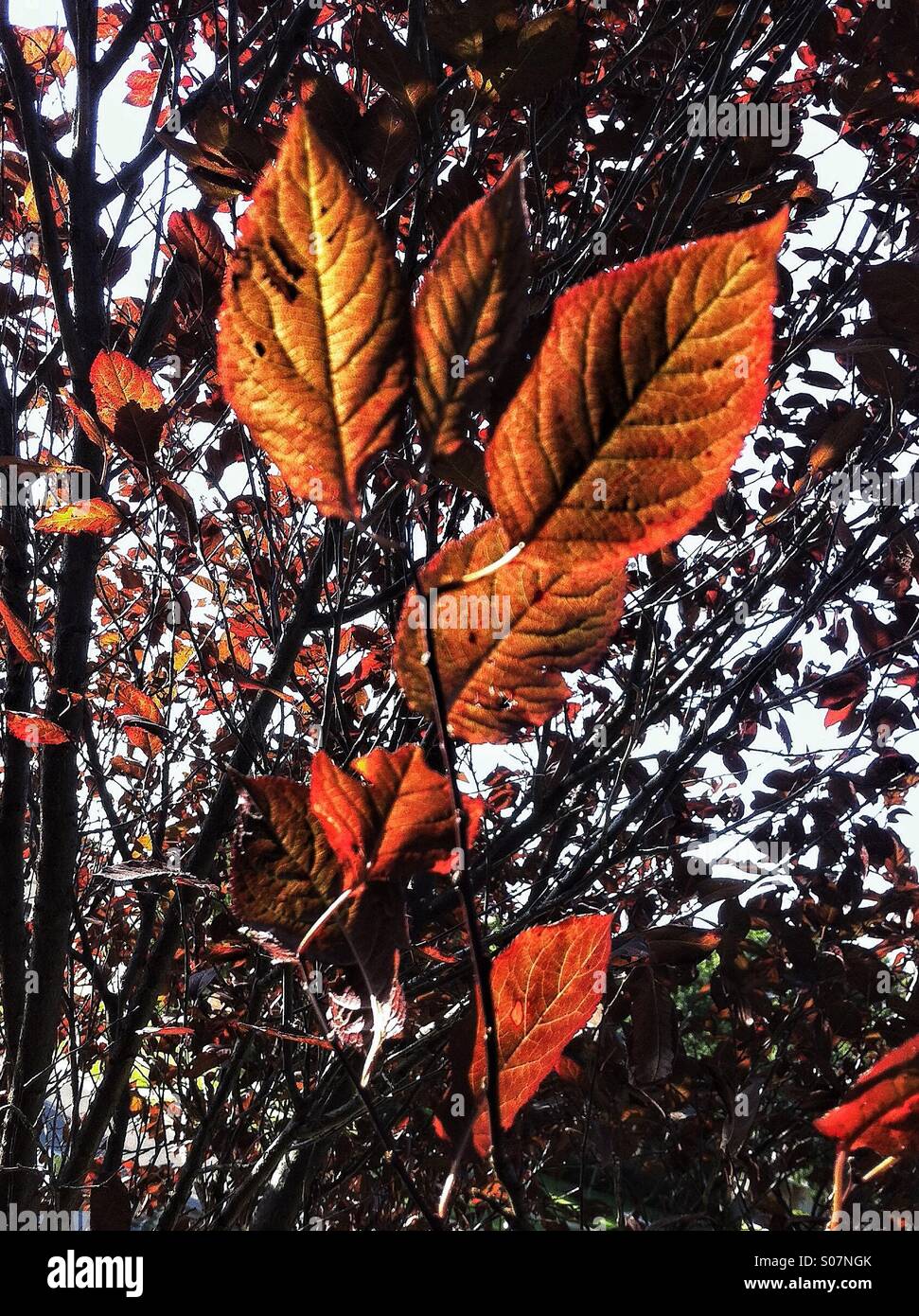 Copper like hi-res stock photography and images - Alamy