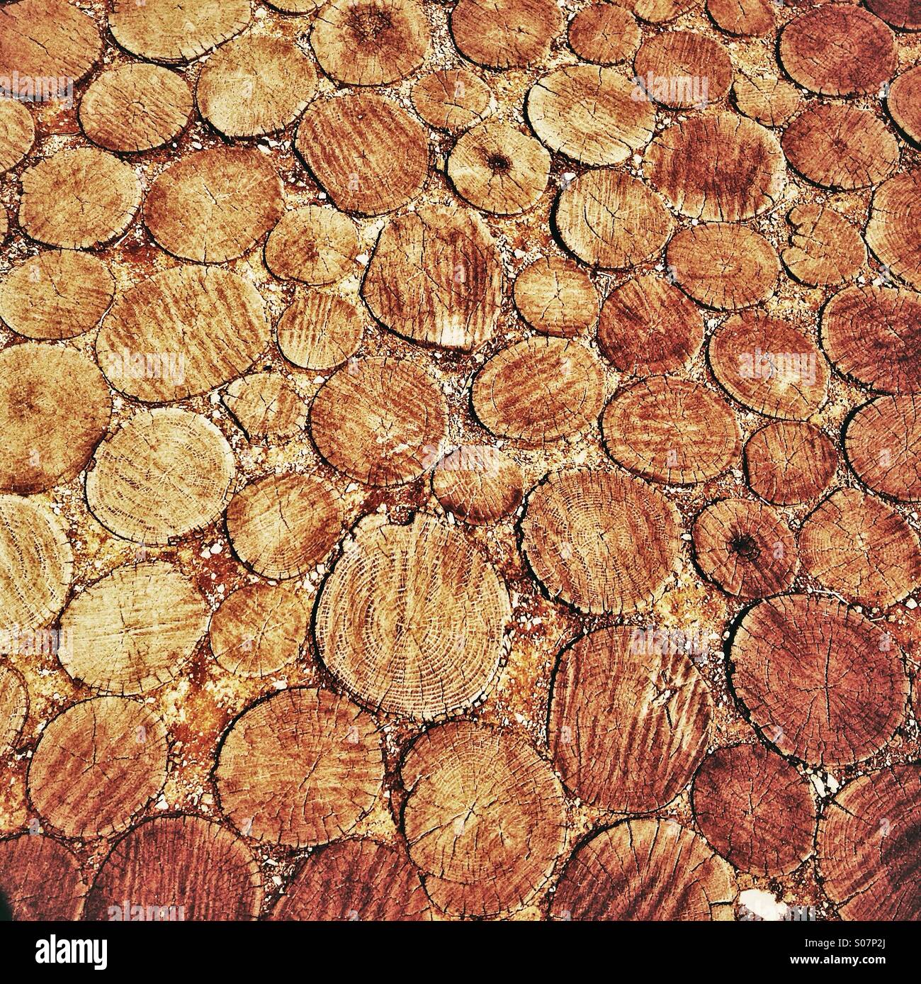 Trunk circles hi-res stock photography and images - Alamy