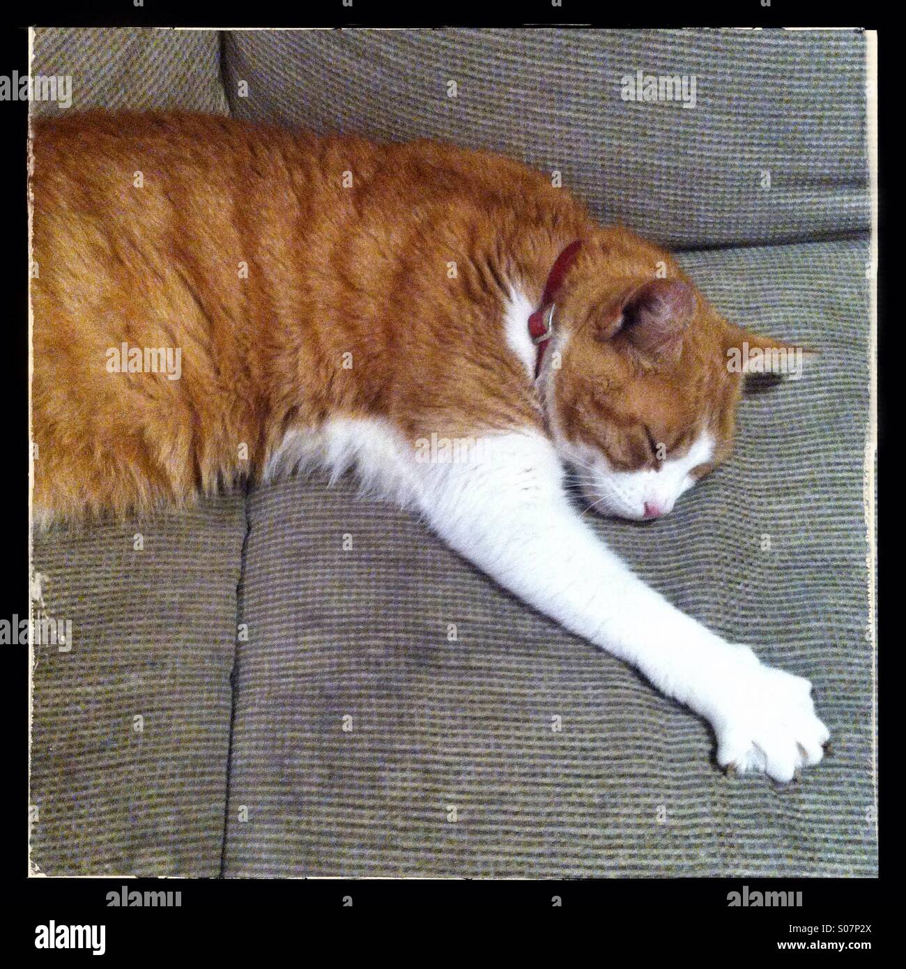 Sleeping cat ginger hi-res stock photography and images - Alamy