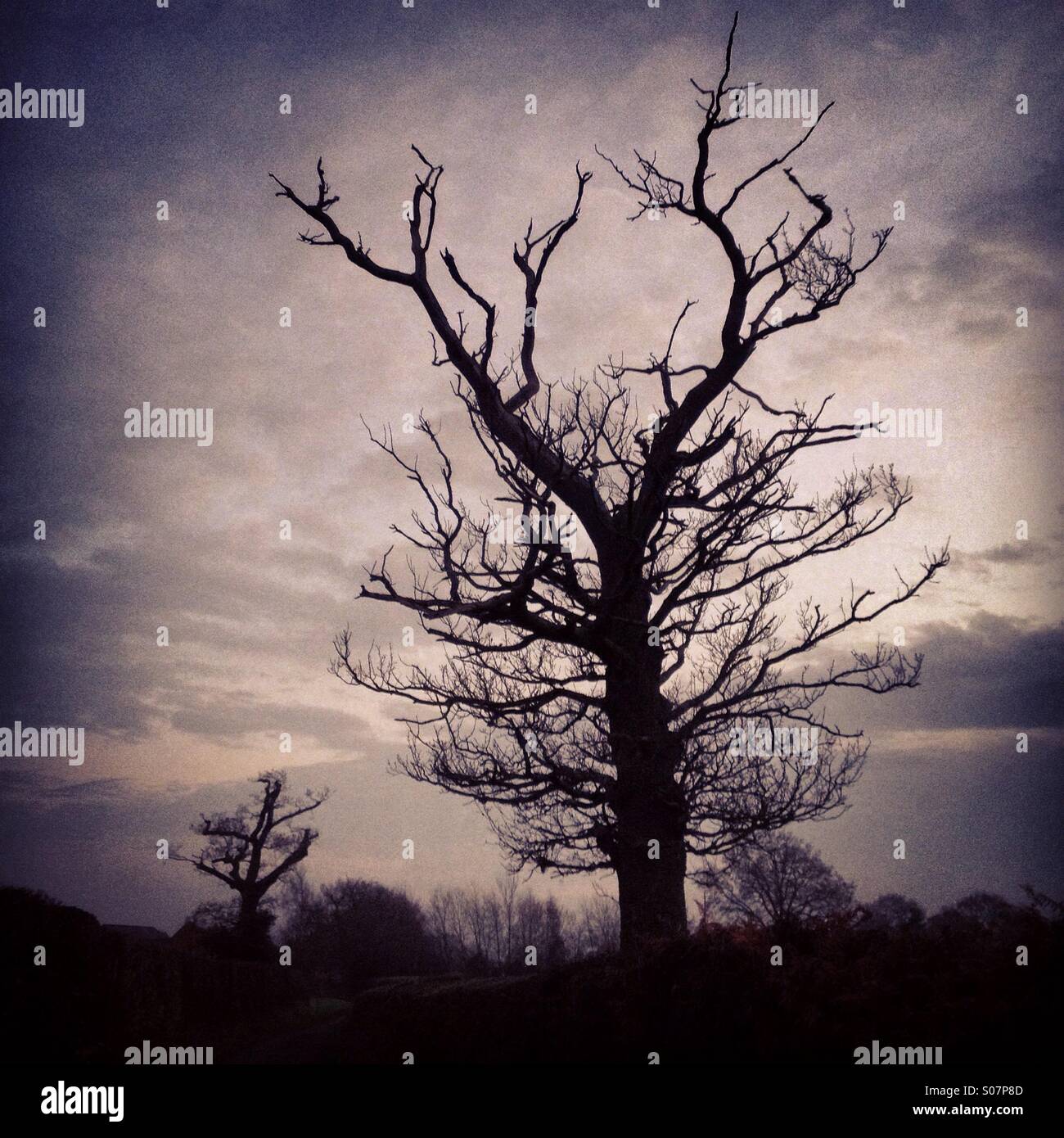 Old Oak tree, England, UK Stock Photo - Alamy