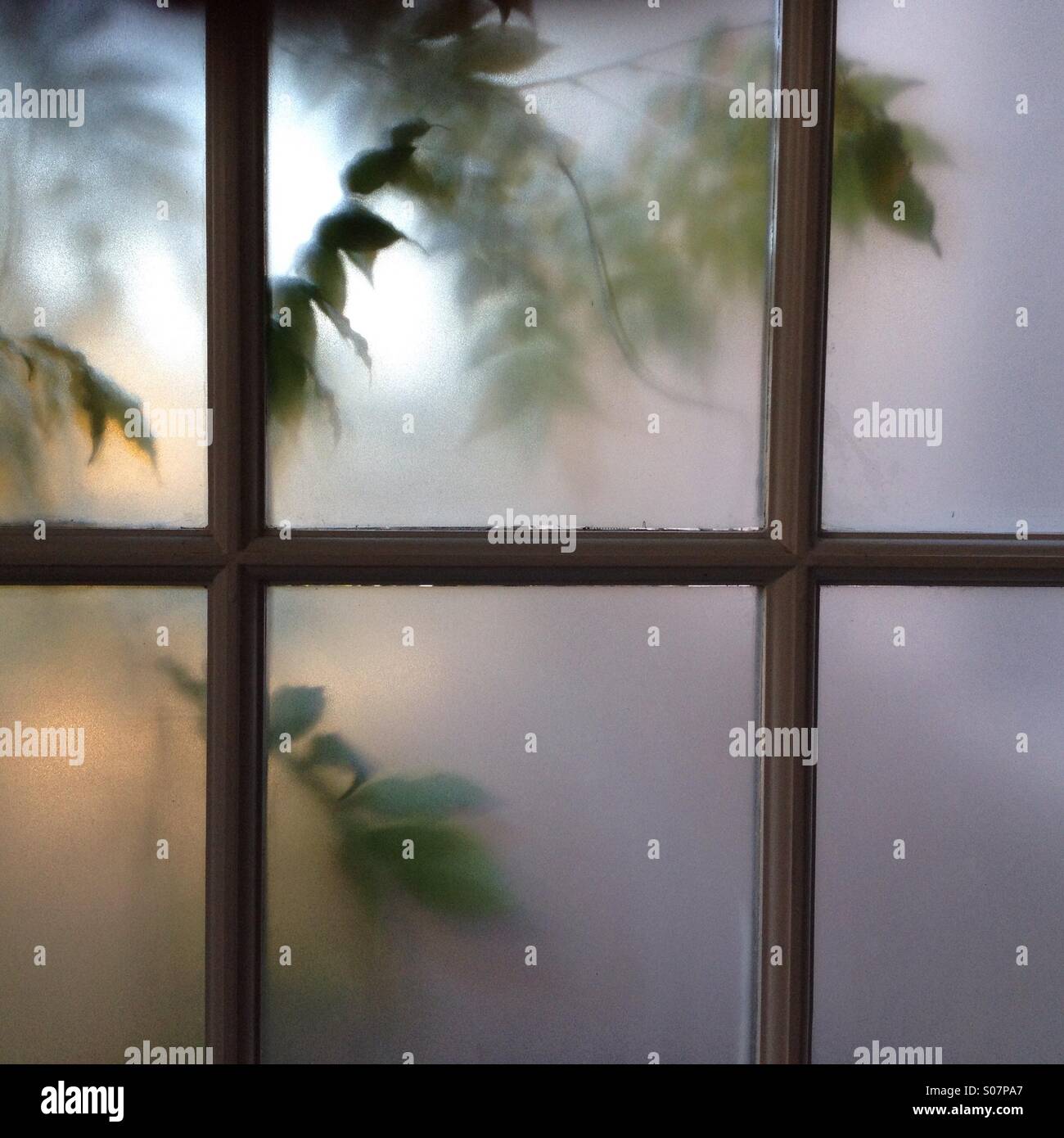 Leaves outside hi-res stock photography and images - Alamy