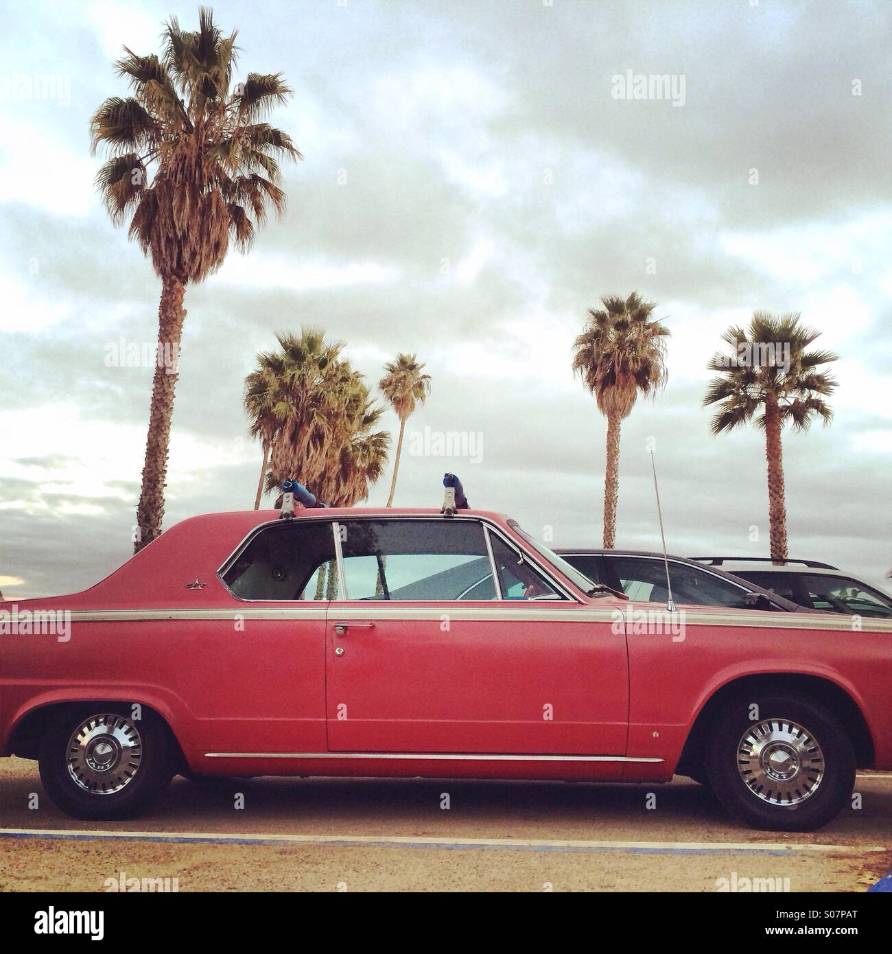 Pink car with Palm trees Stock Photo - Alamy