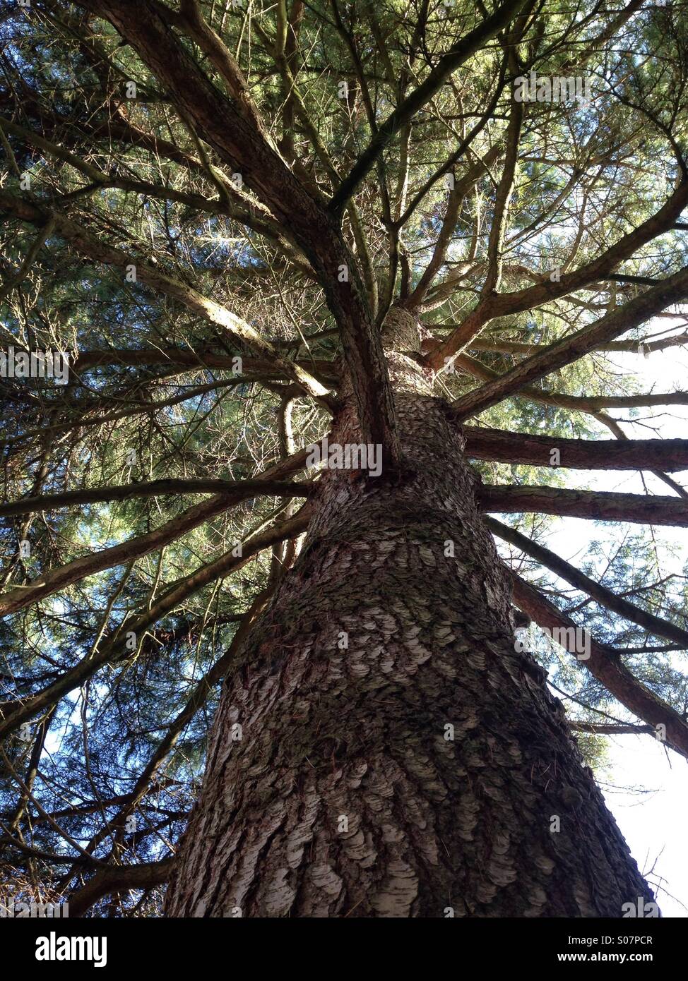 Up a tree Stock Photo - Alamy