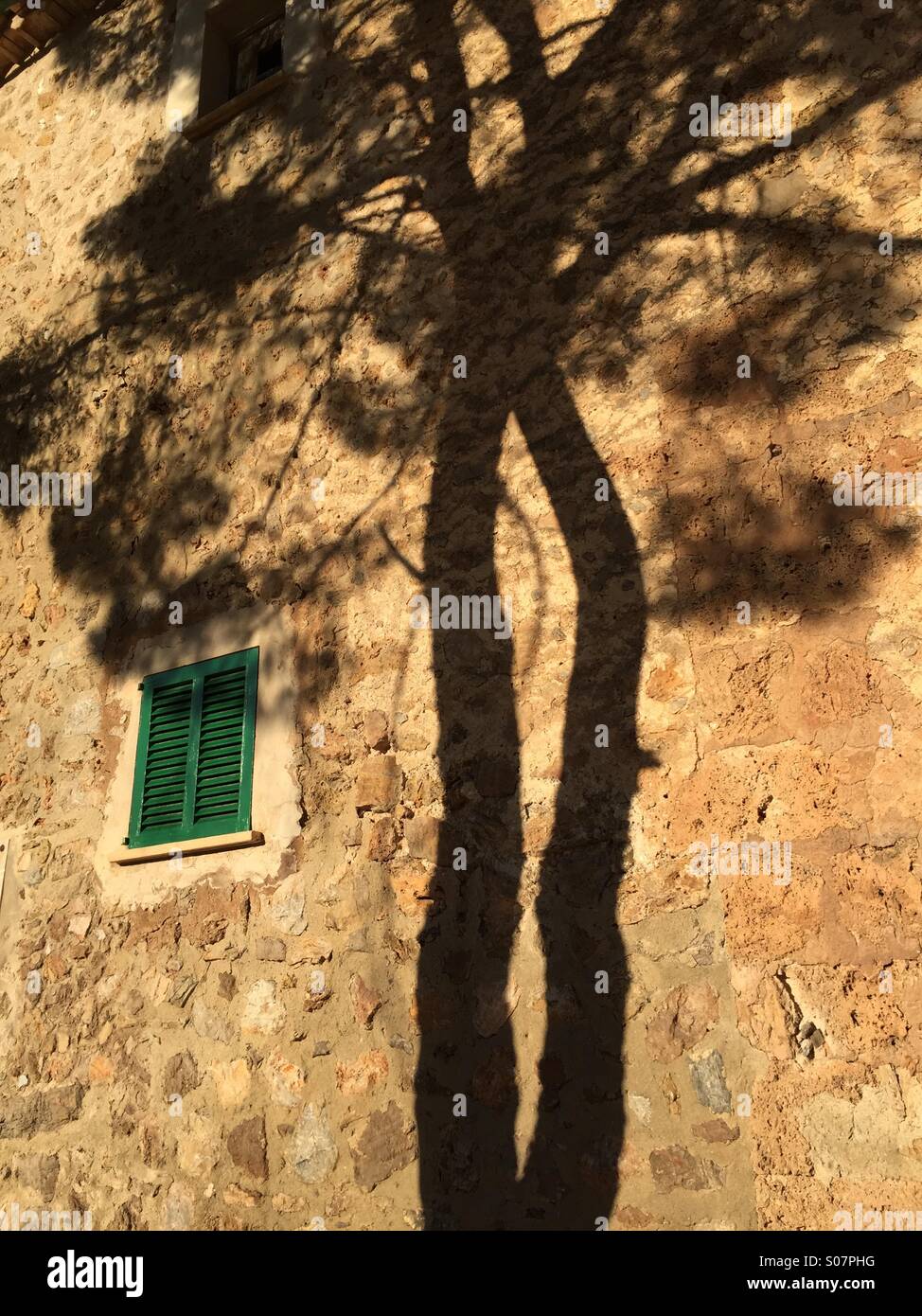 Shadow of a tree on a rustic farm building Stock Photo - Alamy