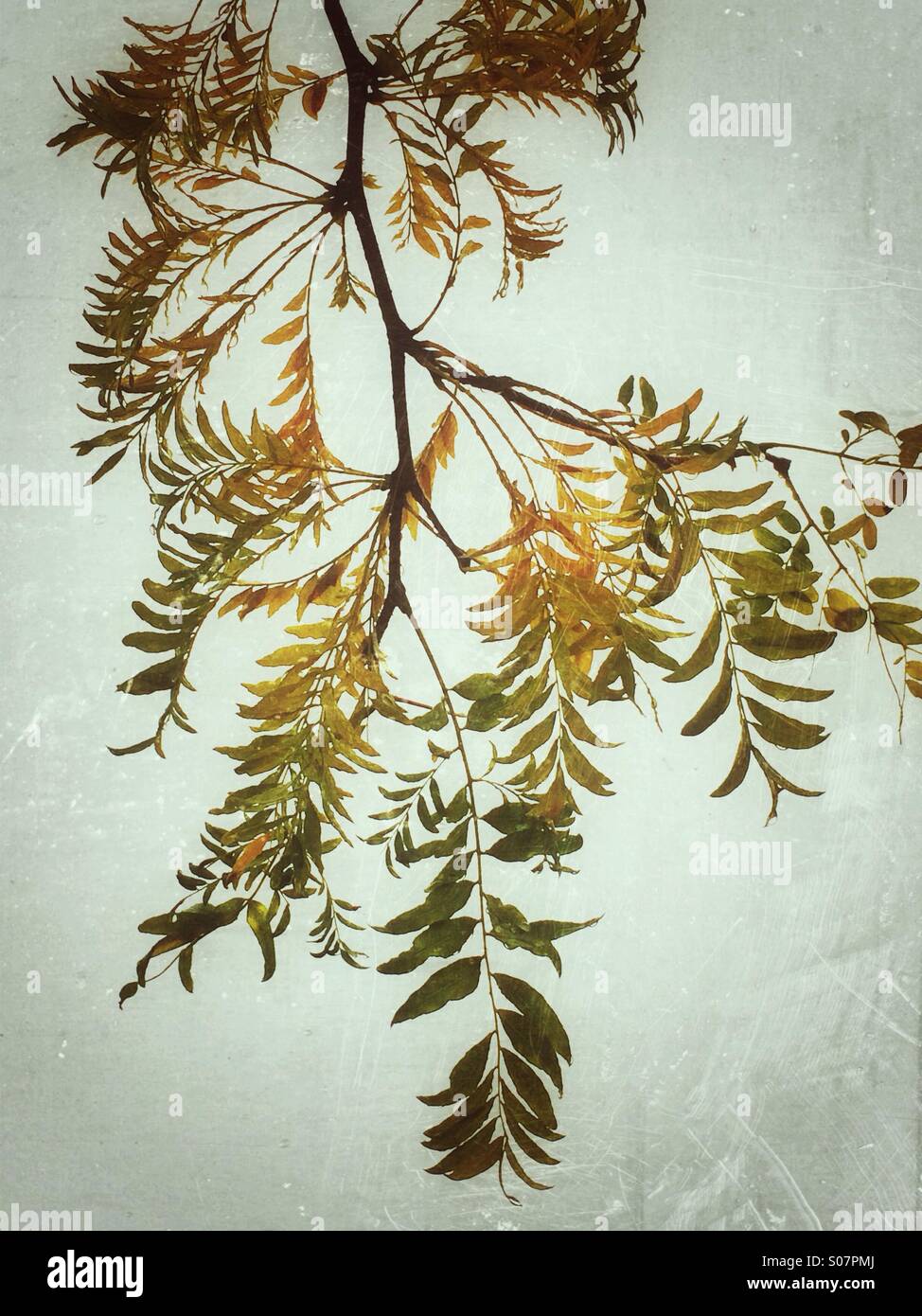 Yellow Leaves Tree High Resolution Stock Photography and Images - Alamy