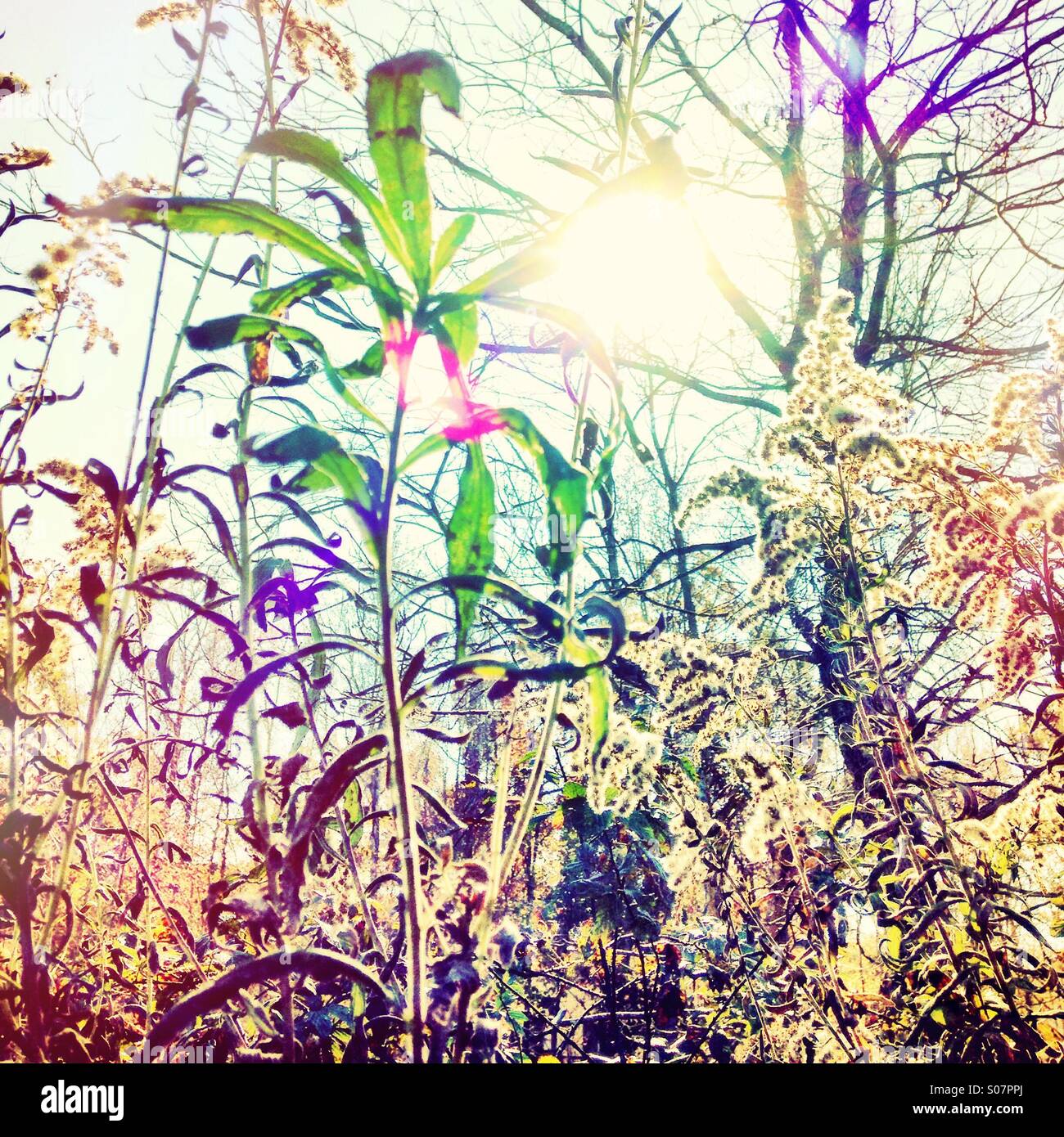 Weeds and trees hi-res stock photography and images - Alamy