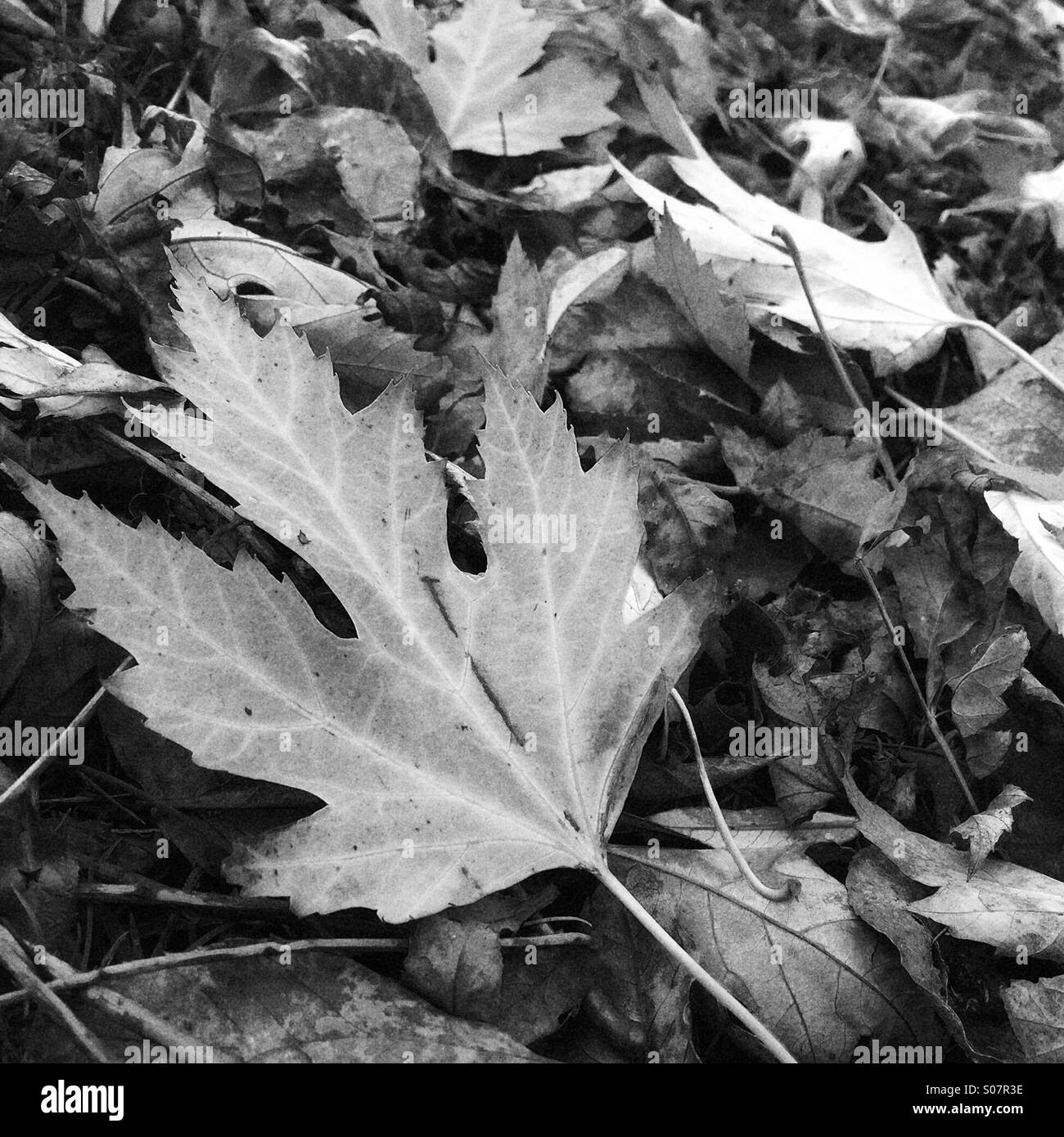 Autumn leaves in black and white Stock Photo - Alamy