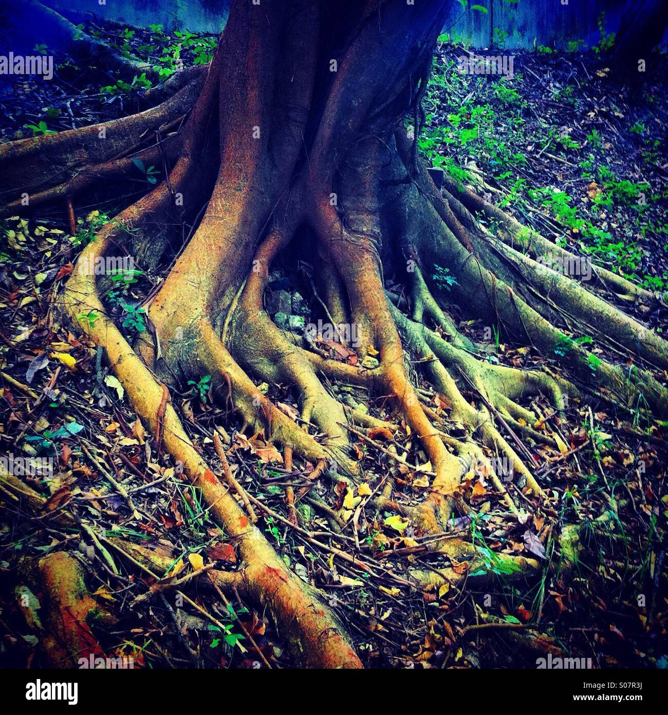 Roots of large tree Stock Photo - Alamy