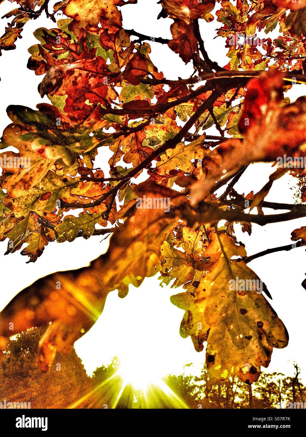 Oak Tree Leaves Fall