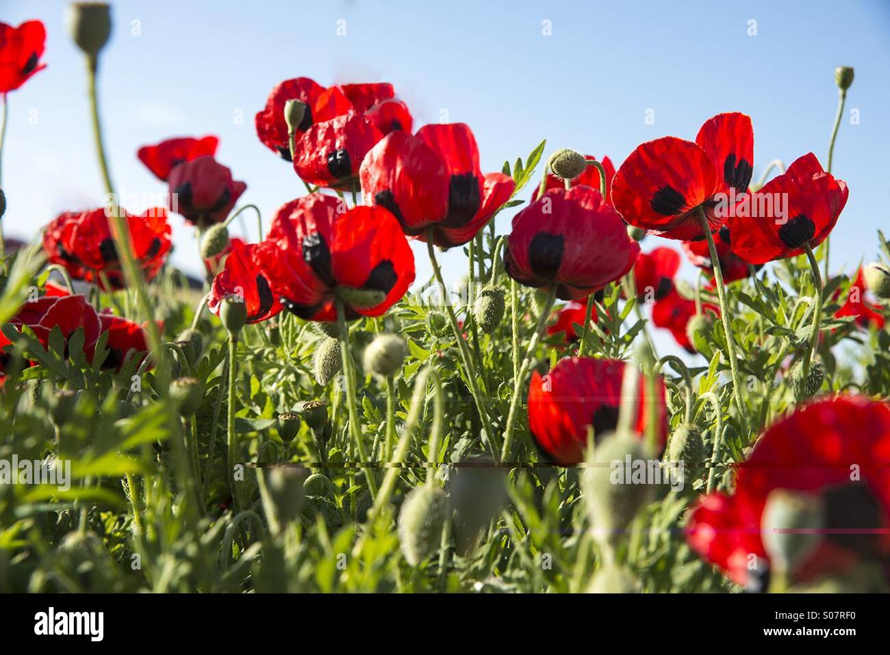 Anzac poppies hi-res stock photography and images - Alamy