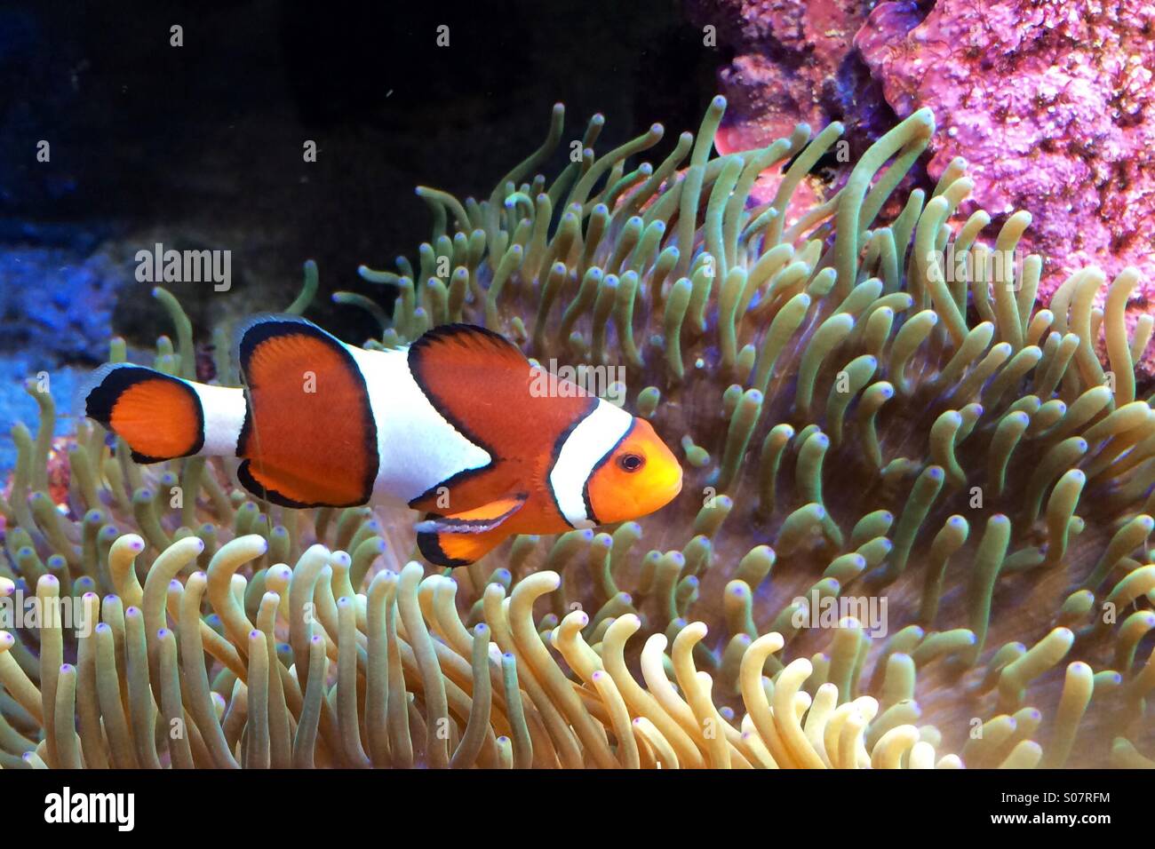 Black and white clown fish hi-res stock photography and images - Alamy