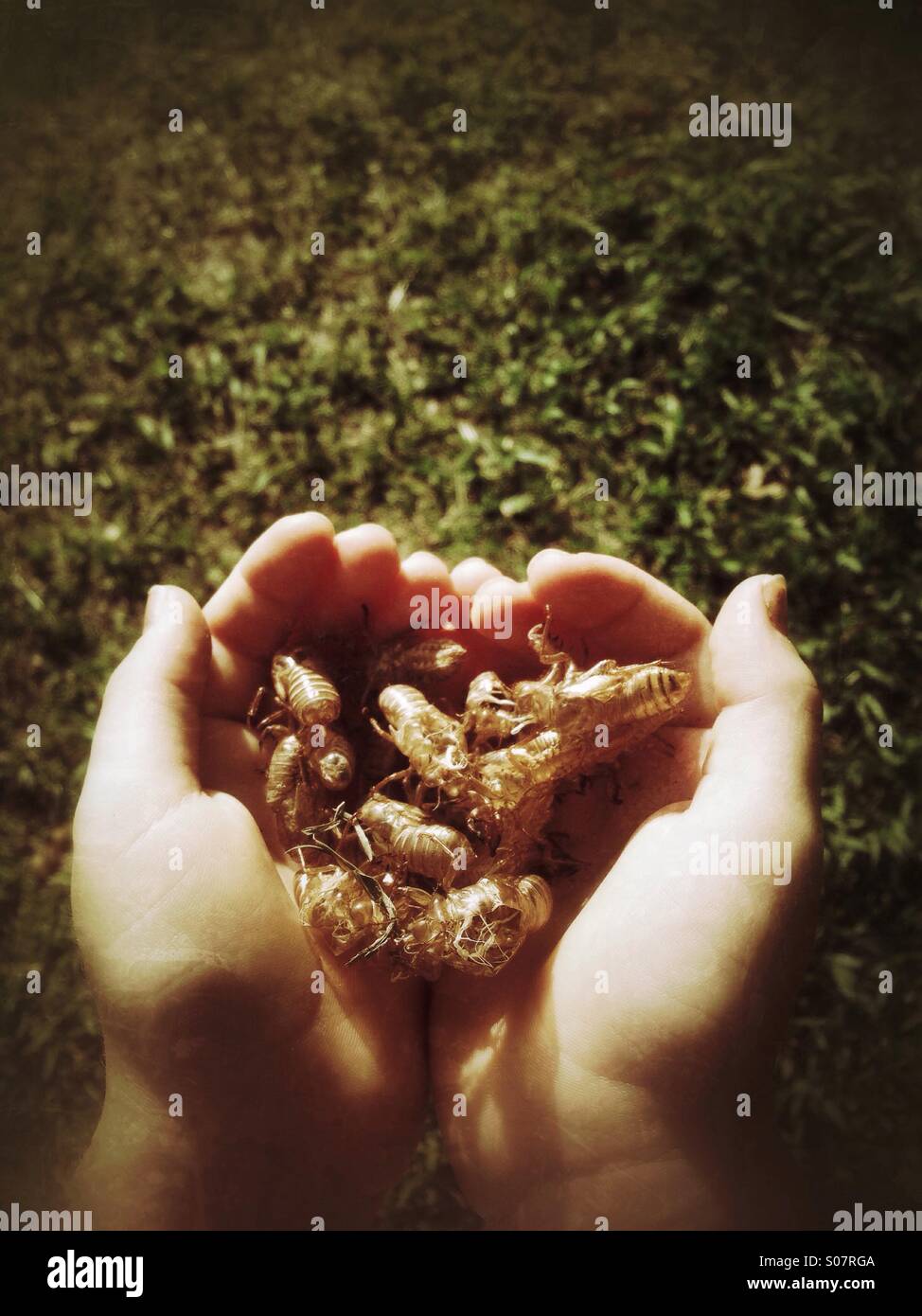 Cicada exoskeleton hi-res stock photography and images - Alamy