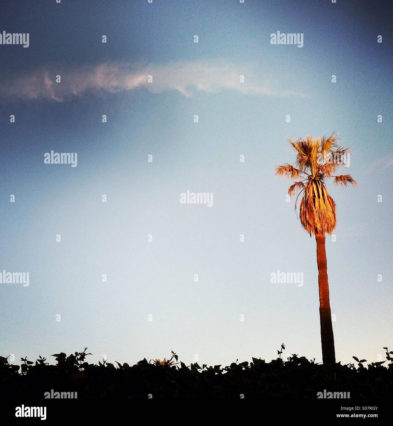 A palm tree Stock Photo - Alamy