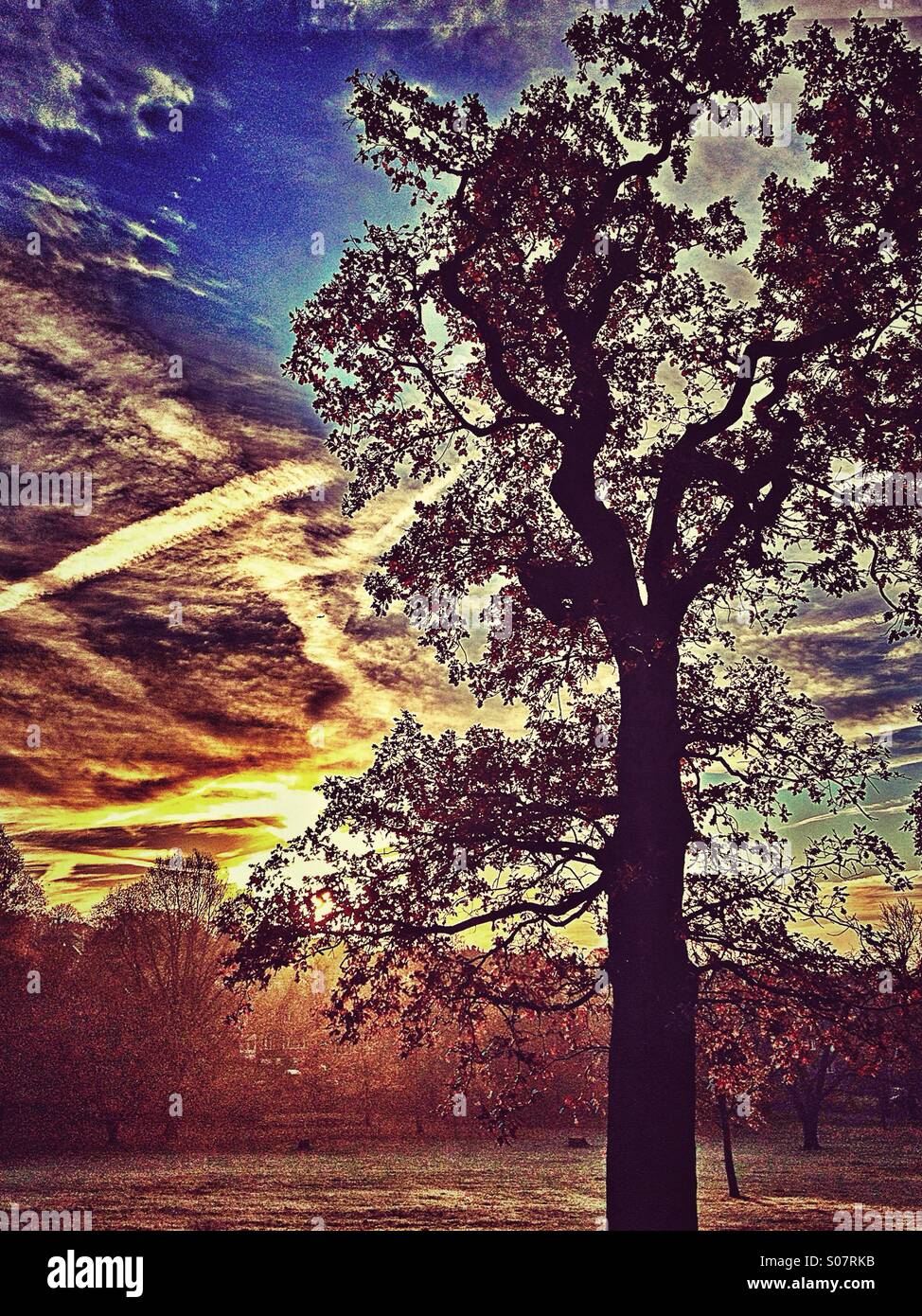 Large oak tree in park at sunrise Stock Photo - Alamy