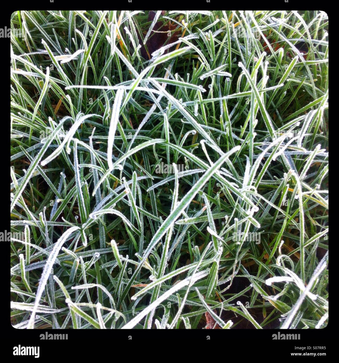 Grass and ice hi-res stock photography and images - Alamy