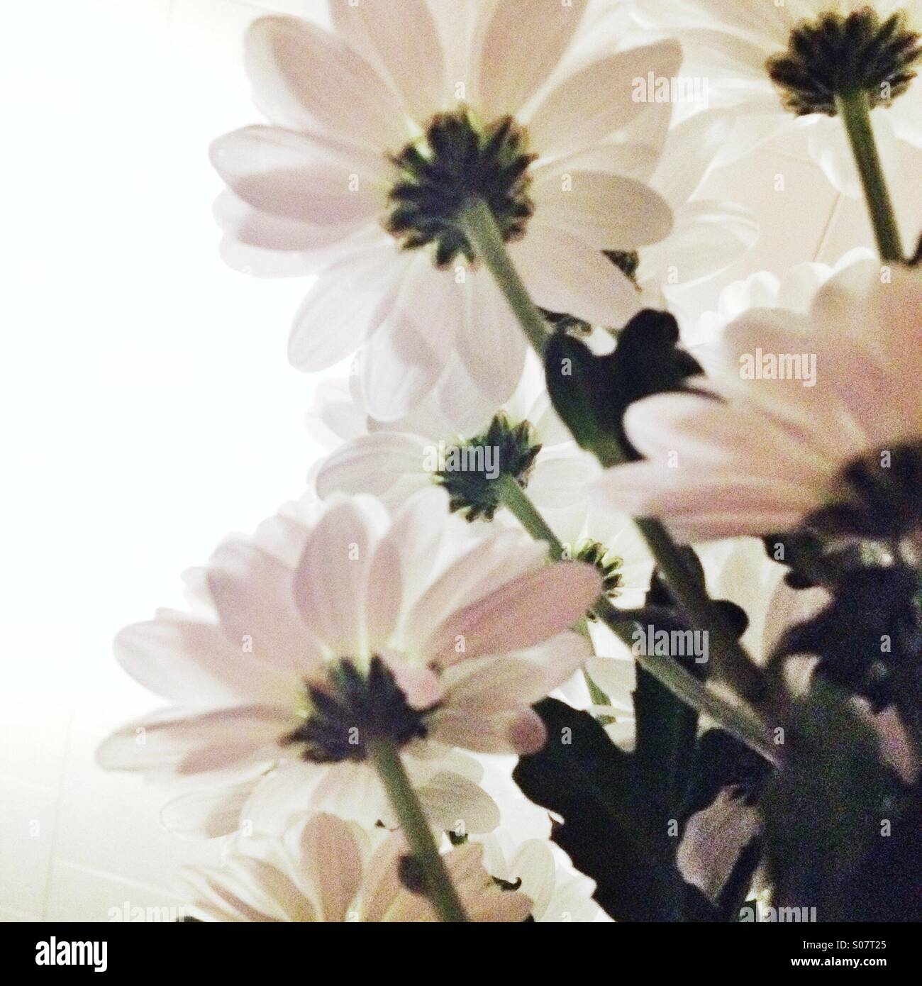 Angle of view flowers hi-res stock photography and images - Alamy
