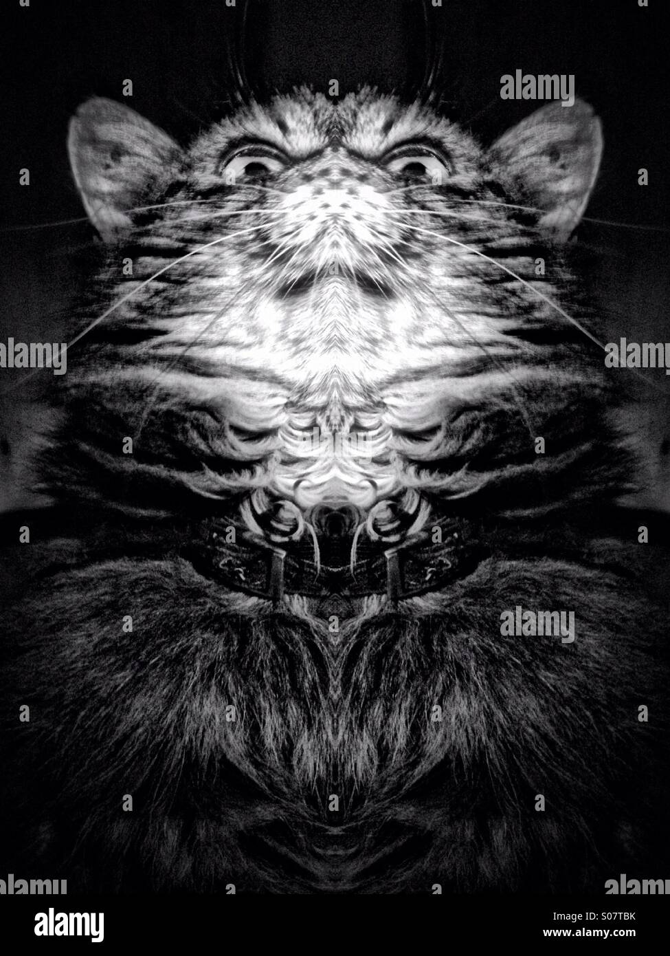 Symmetrical photo cat hi-res stock photography and images - Alamy