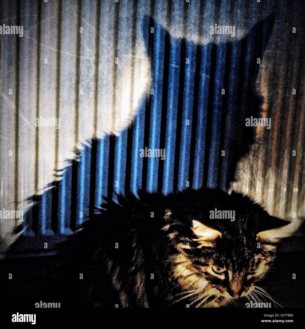 Reflection of a cat Stock Photo - Alamy