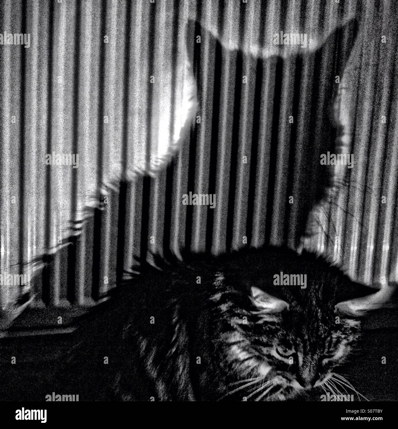 Scare cats hi-res stock photography and images - Alamy