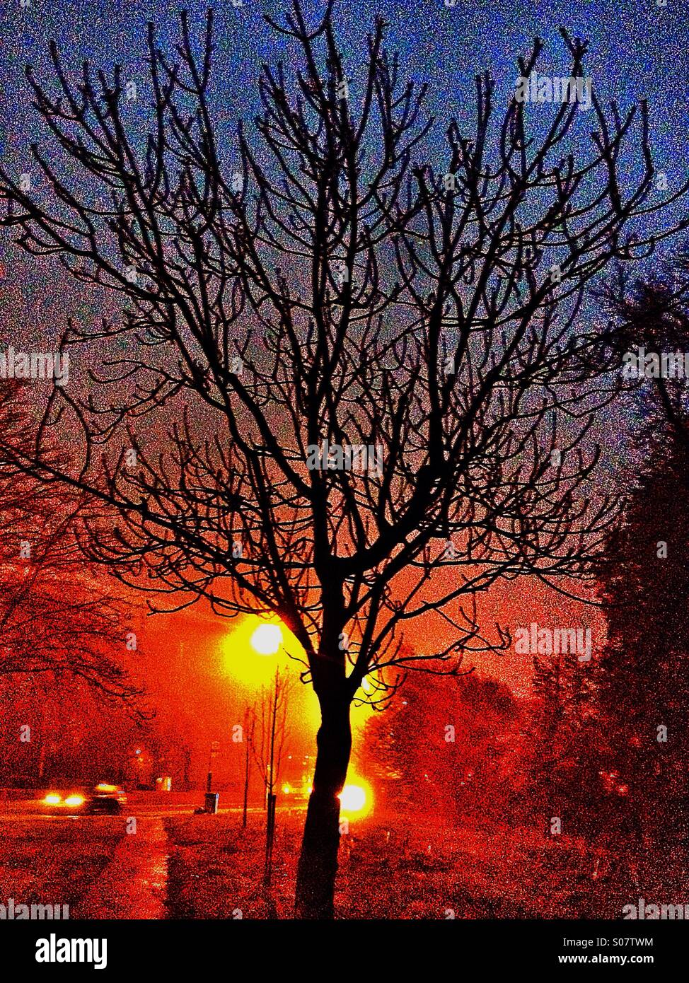 Path with tree and road in background at nighttime lit by street lamp ...
