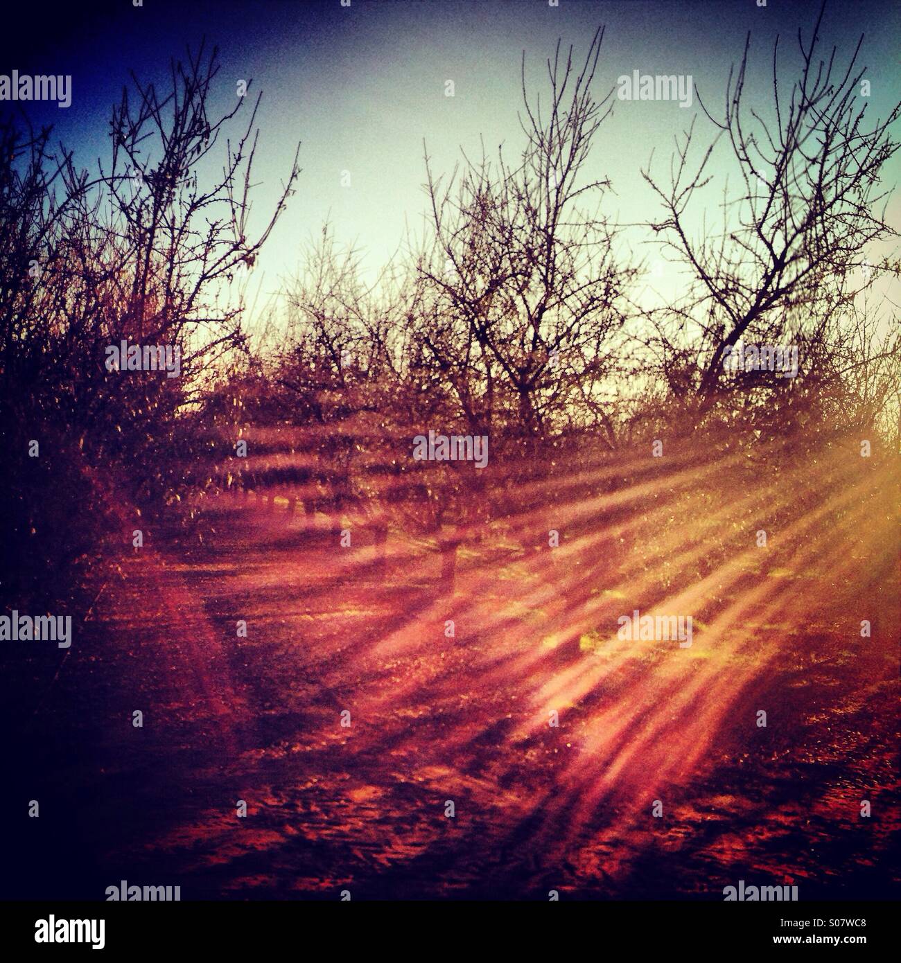 Sunlight burst through trees Stock Photo - Alamy