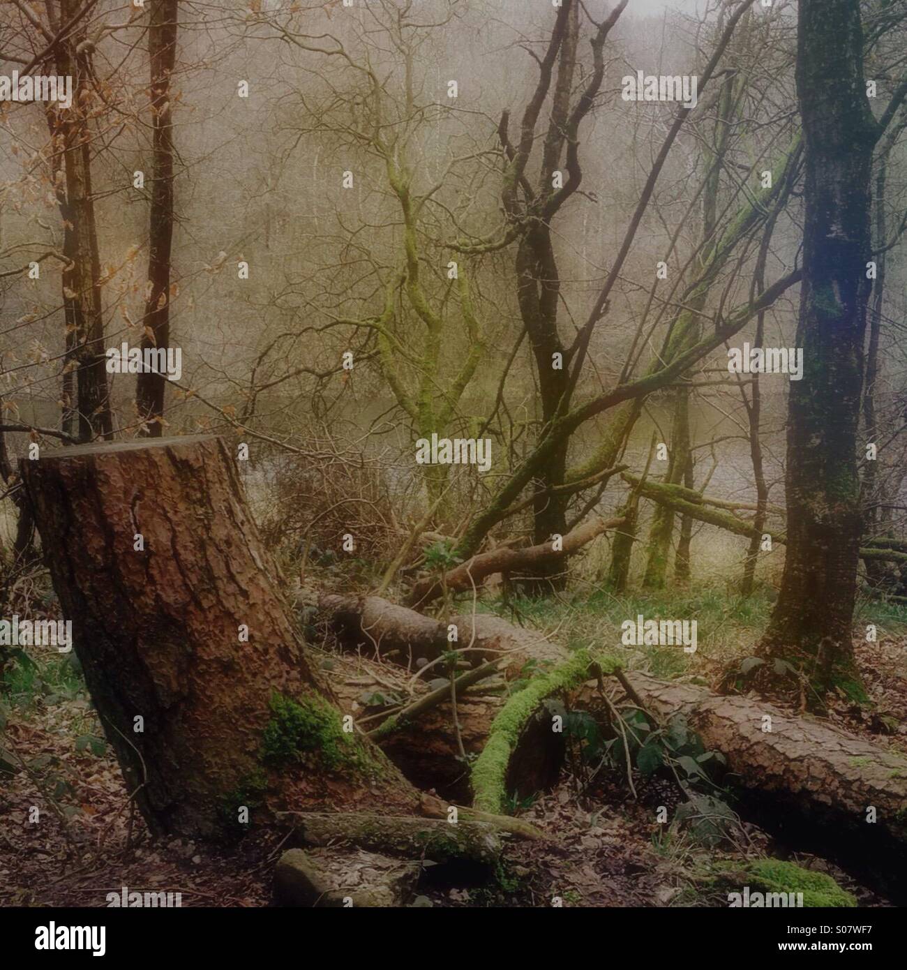 The magical wood Stock Photo - Alamy