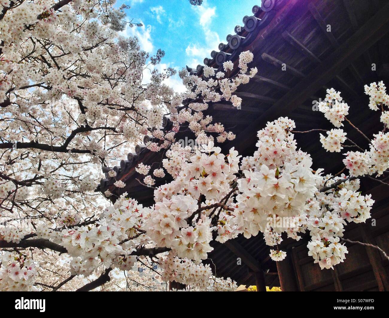 Blossom flowers tree hi-res stock photography and images - Alamy