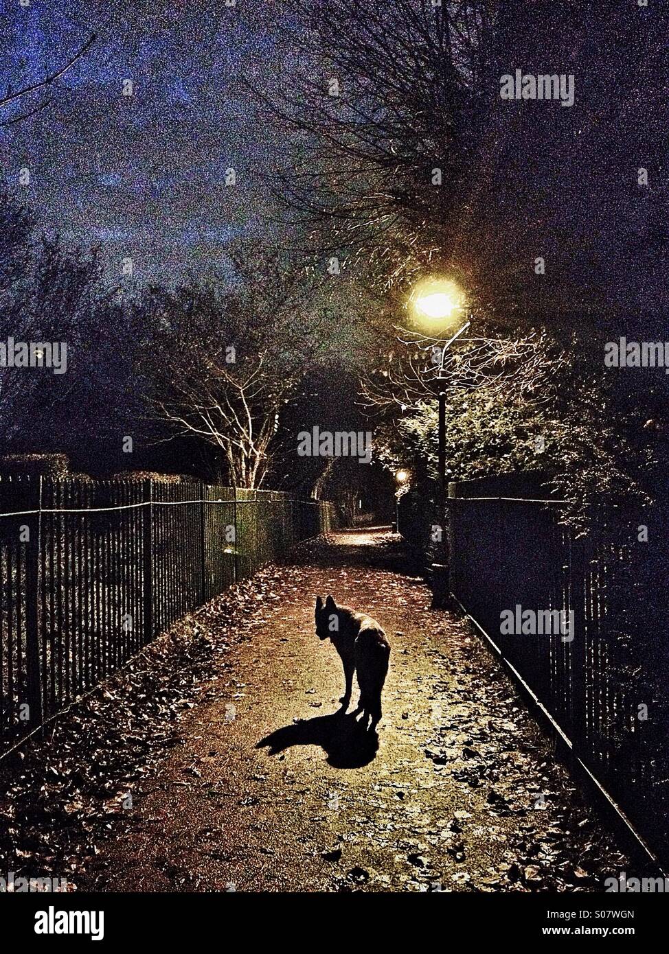 Pet street night hi-res stock photography and images - Alamy