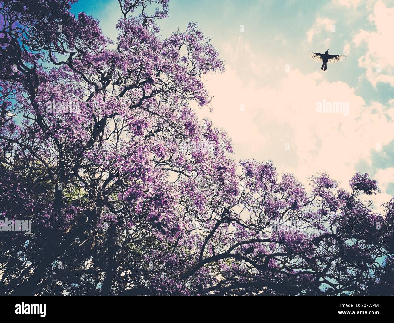 Jacaranda Stock Photos & Jacaranda Stock Images - Alamy