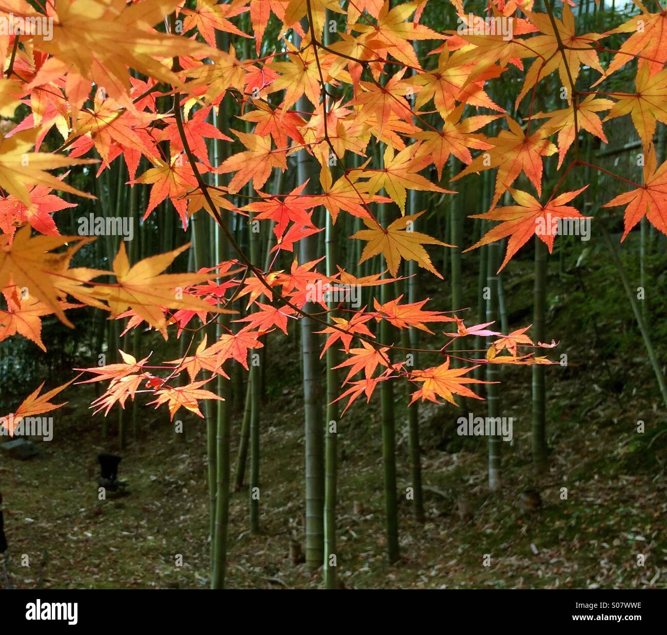 Japanese maples hi-res stock photography and images - Alamy