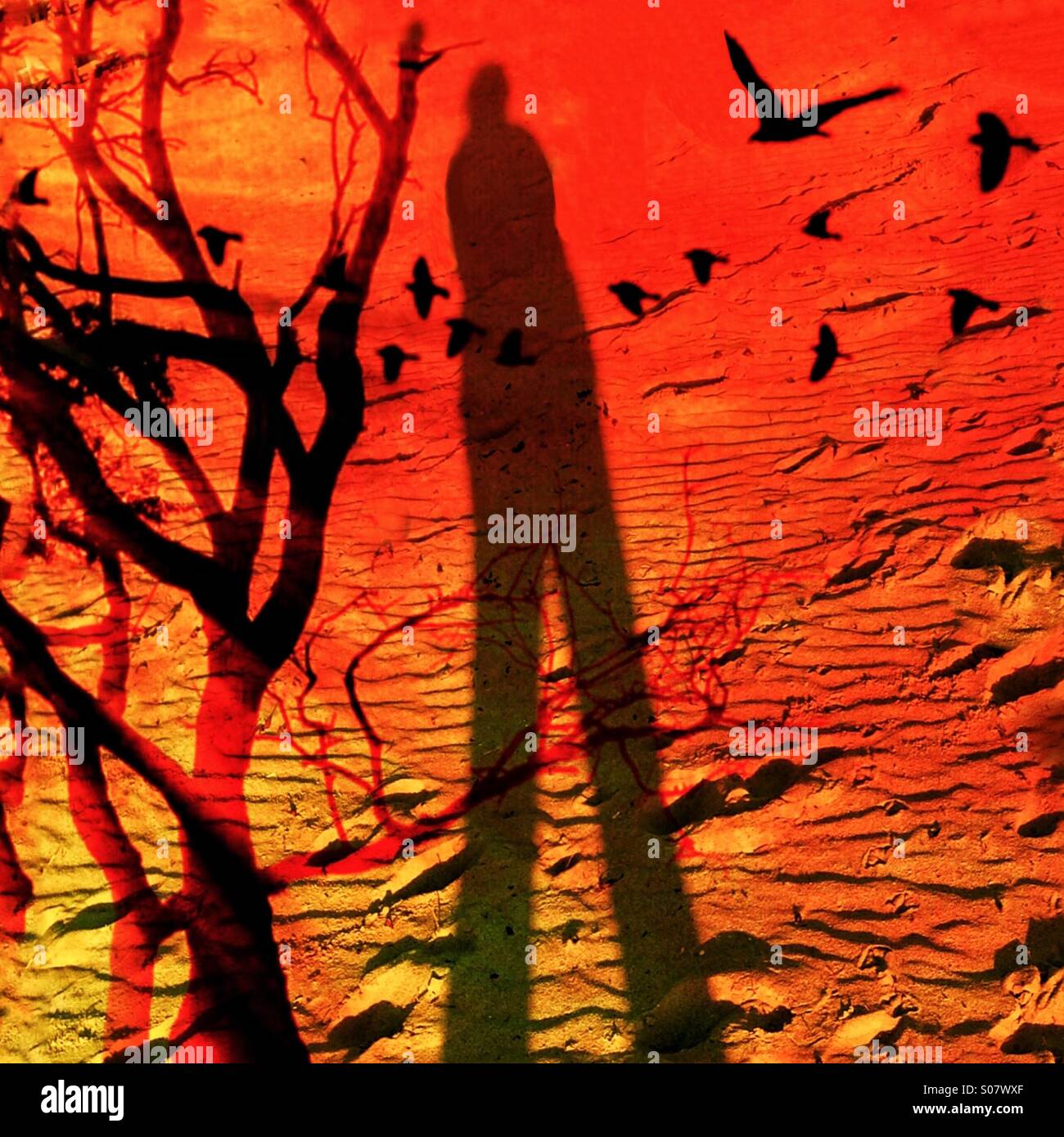 Tall Shadows At Sunset Stock Photo - Alamy