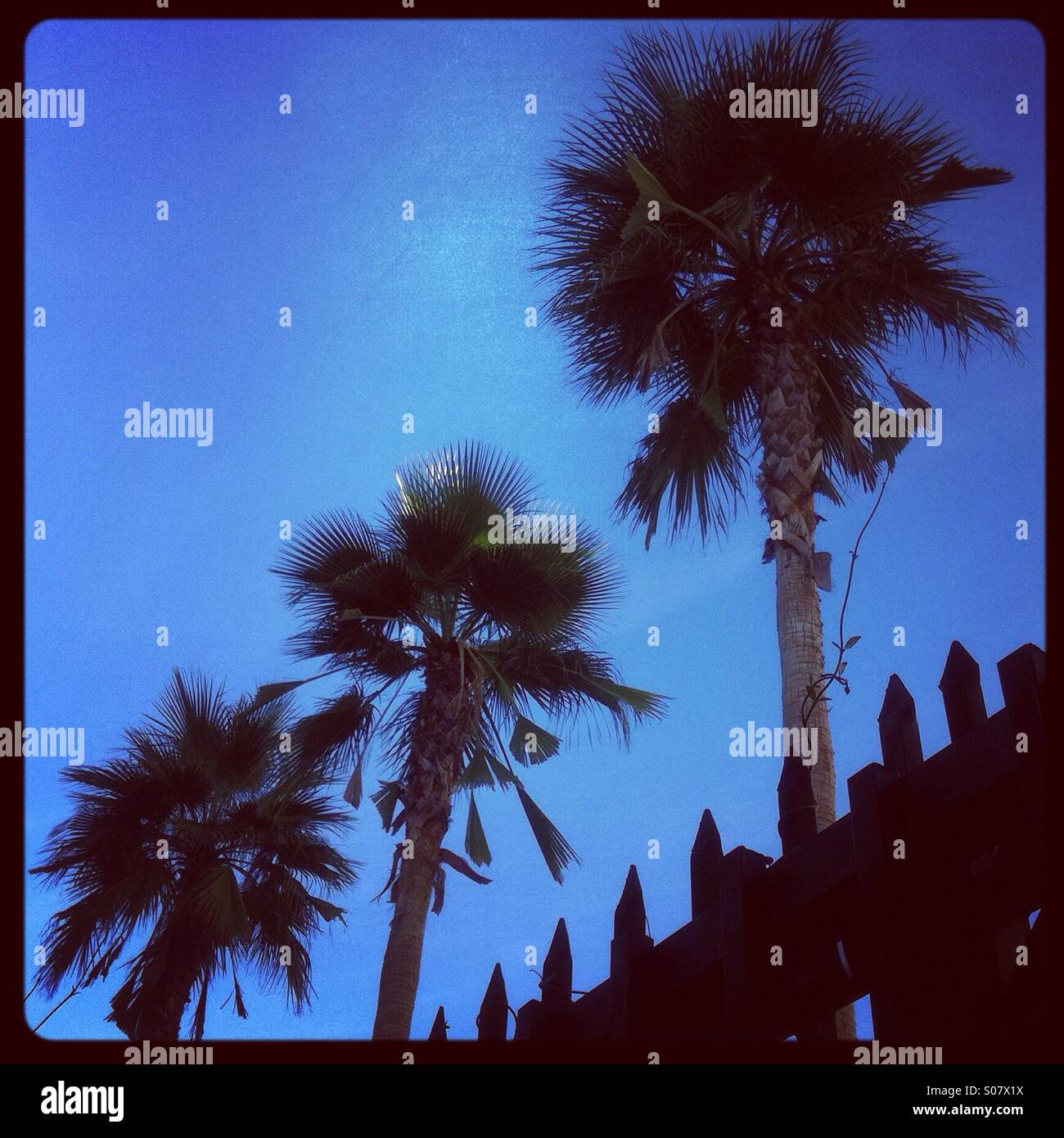 Three tall trees hi-res stock photography and images - Alamy