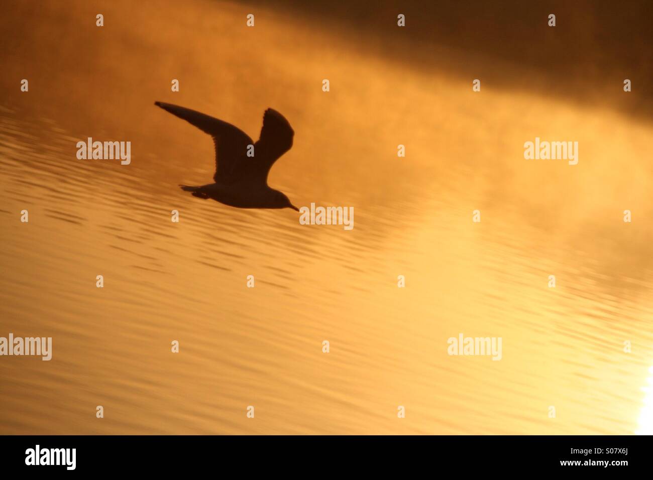 A bird flying while the sun rises Stock Photo - Alamy