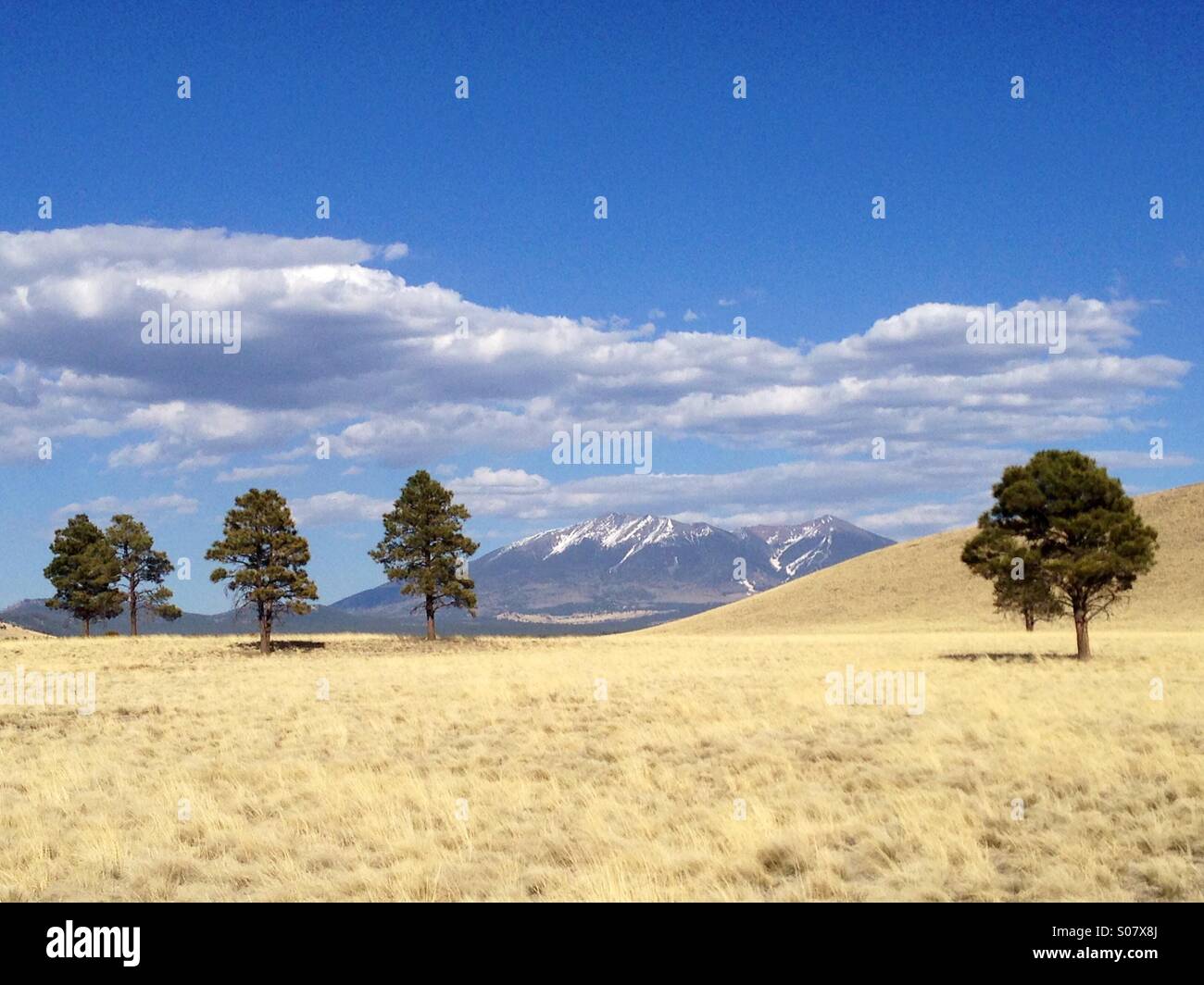 Trees in scenic Government Prairie, with snow capped the San Francisco ...