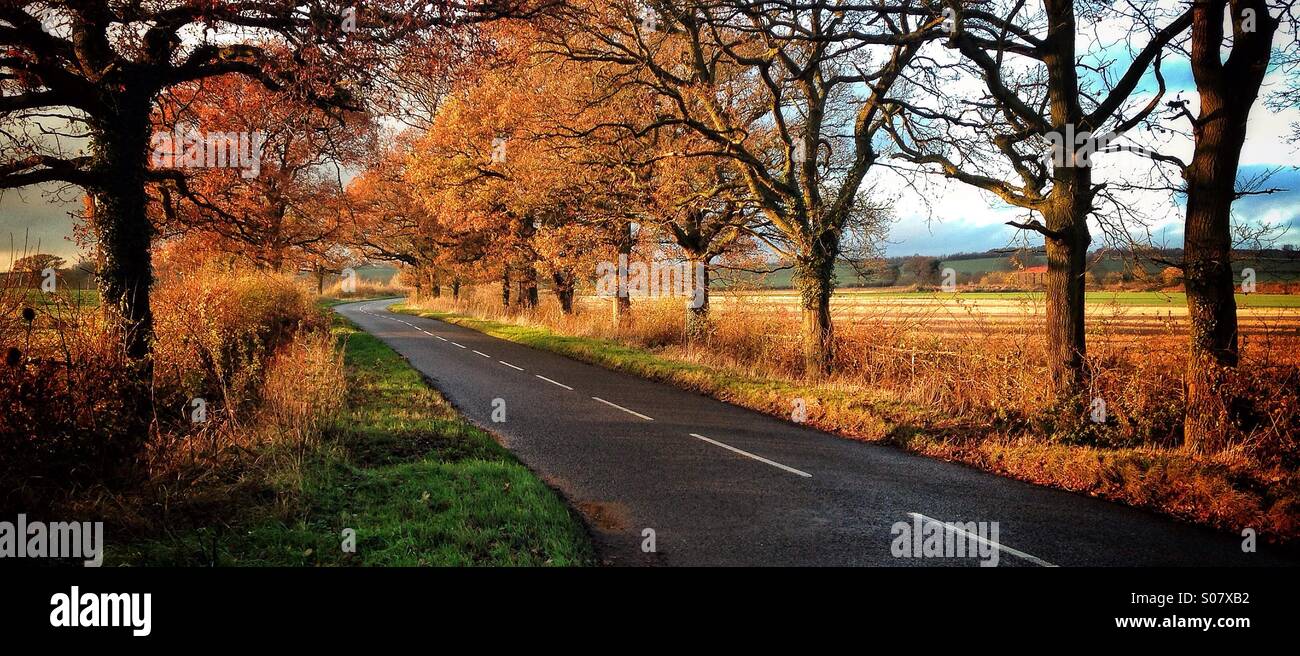 English country road with autumnal trees on either side Stock Photo - Alamy