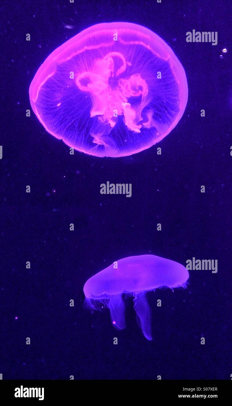 Beautiful danger hi-res stock photography and images - Alamy