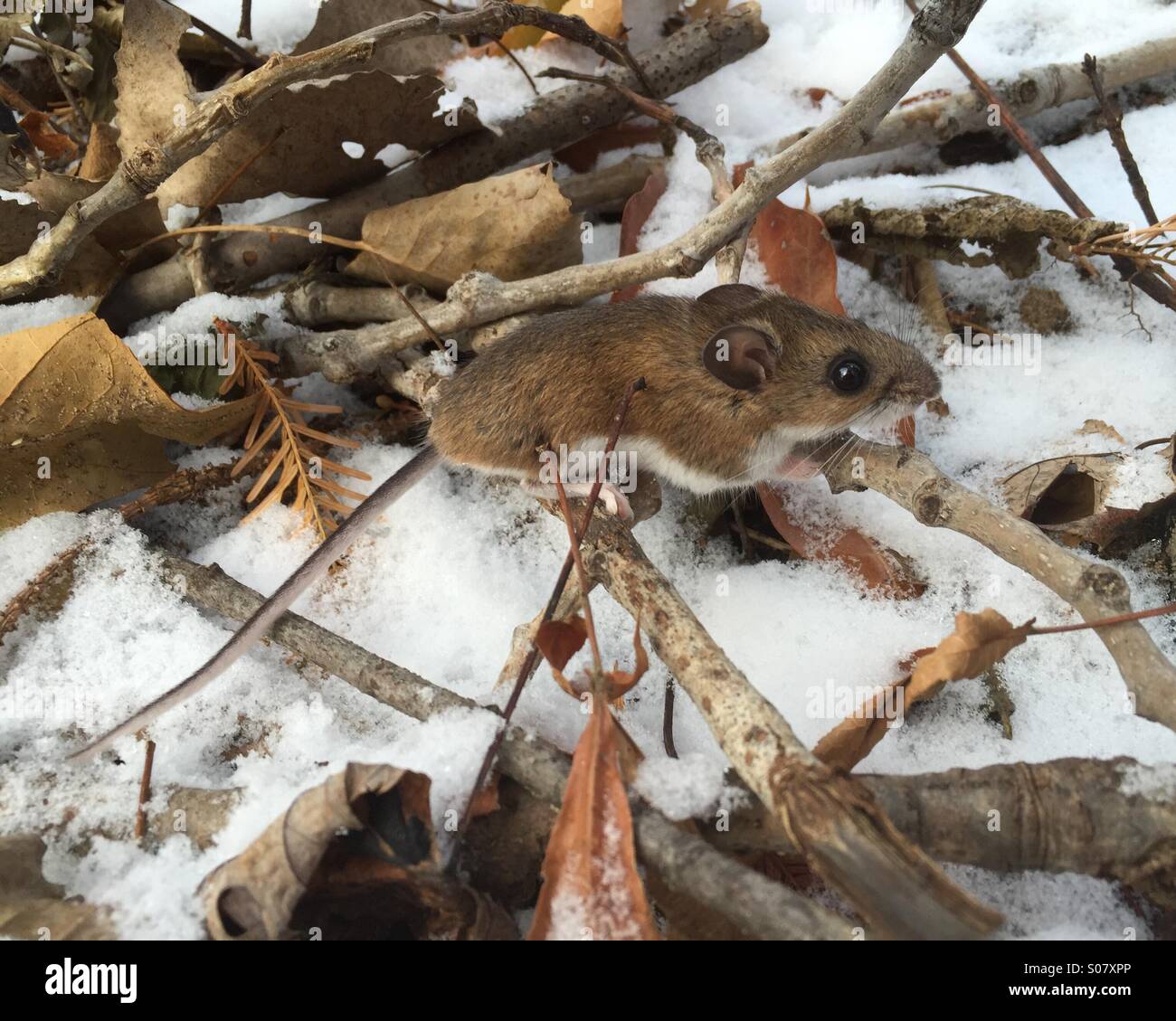 Field mouse snow hi-res stock photography and images - Alamy