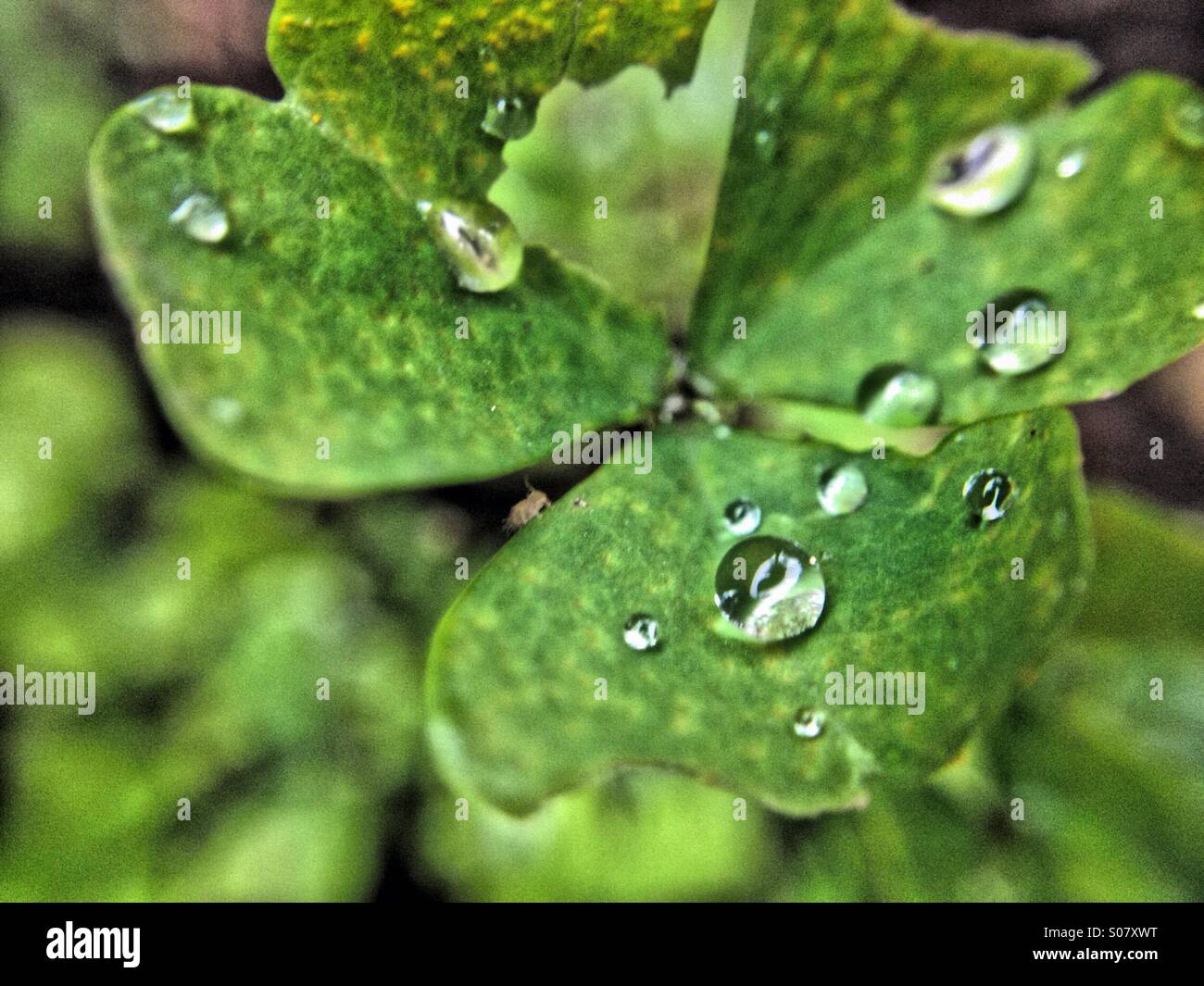 Rain on shamrock leaf Stock Photo - Alamy