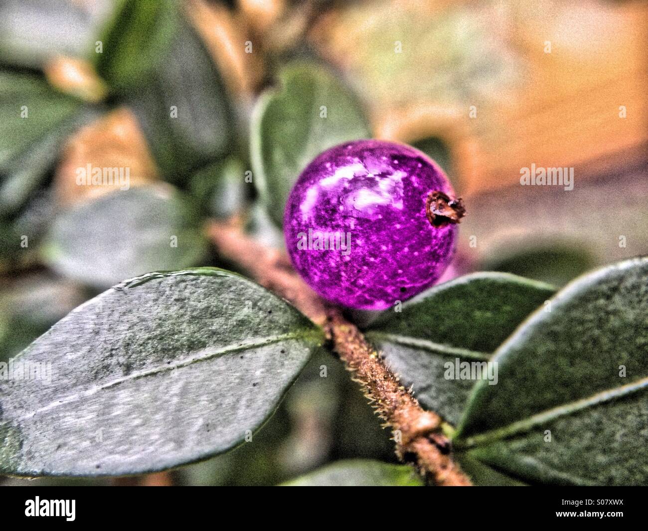 Purple berry cotoneaster hi-res stock photography and images - Alamy