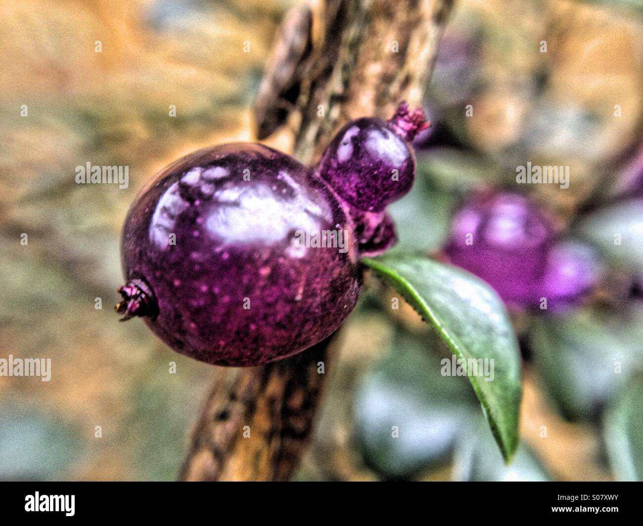 Purple berry cotoneaster hi-res stock photography and images - Alamy