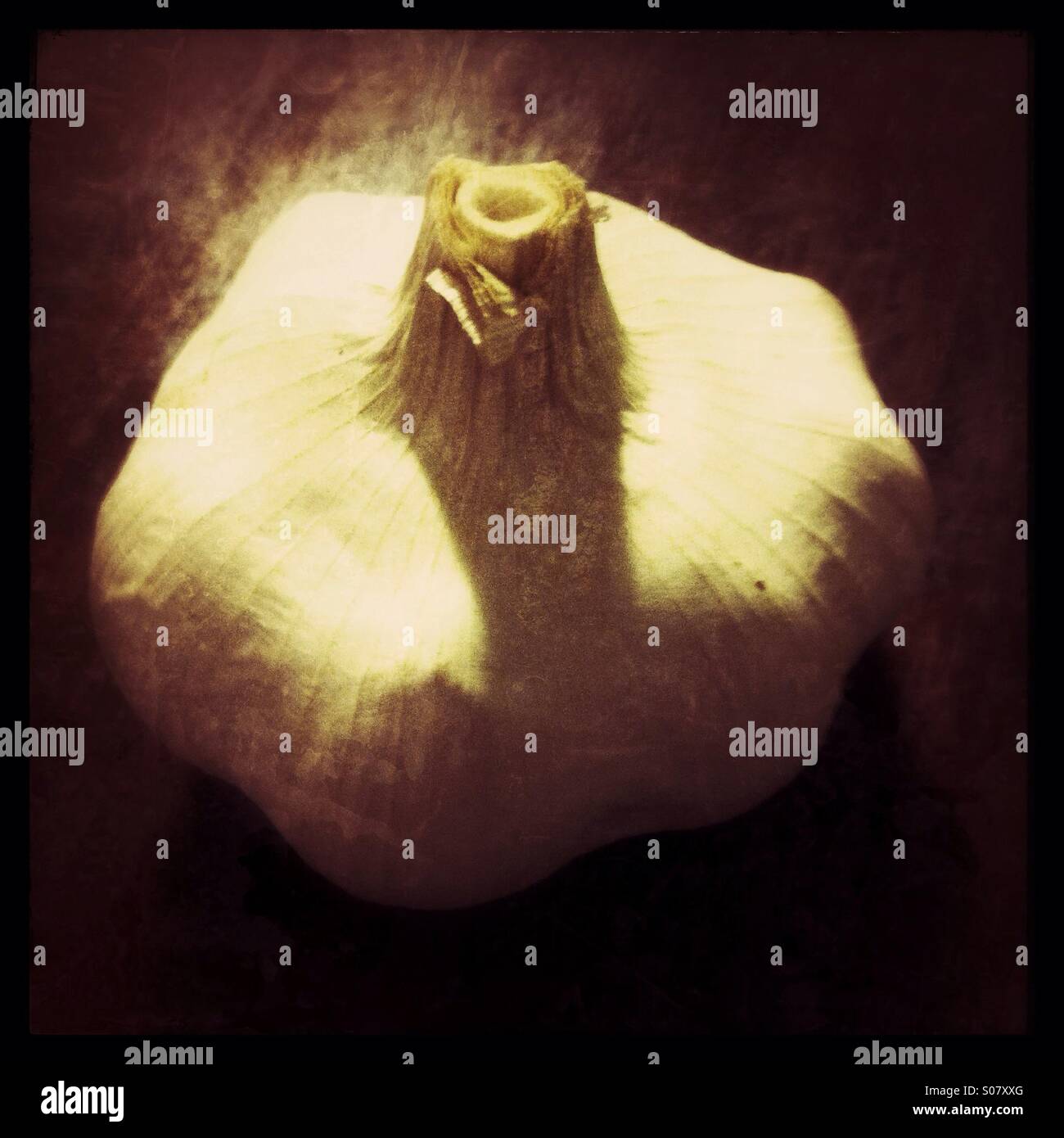 Large French garlic bulb Stock Photo - Alamy